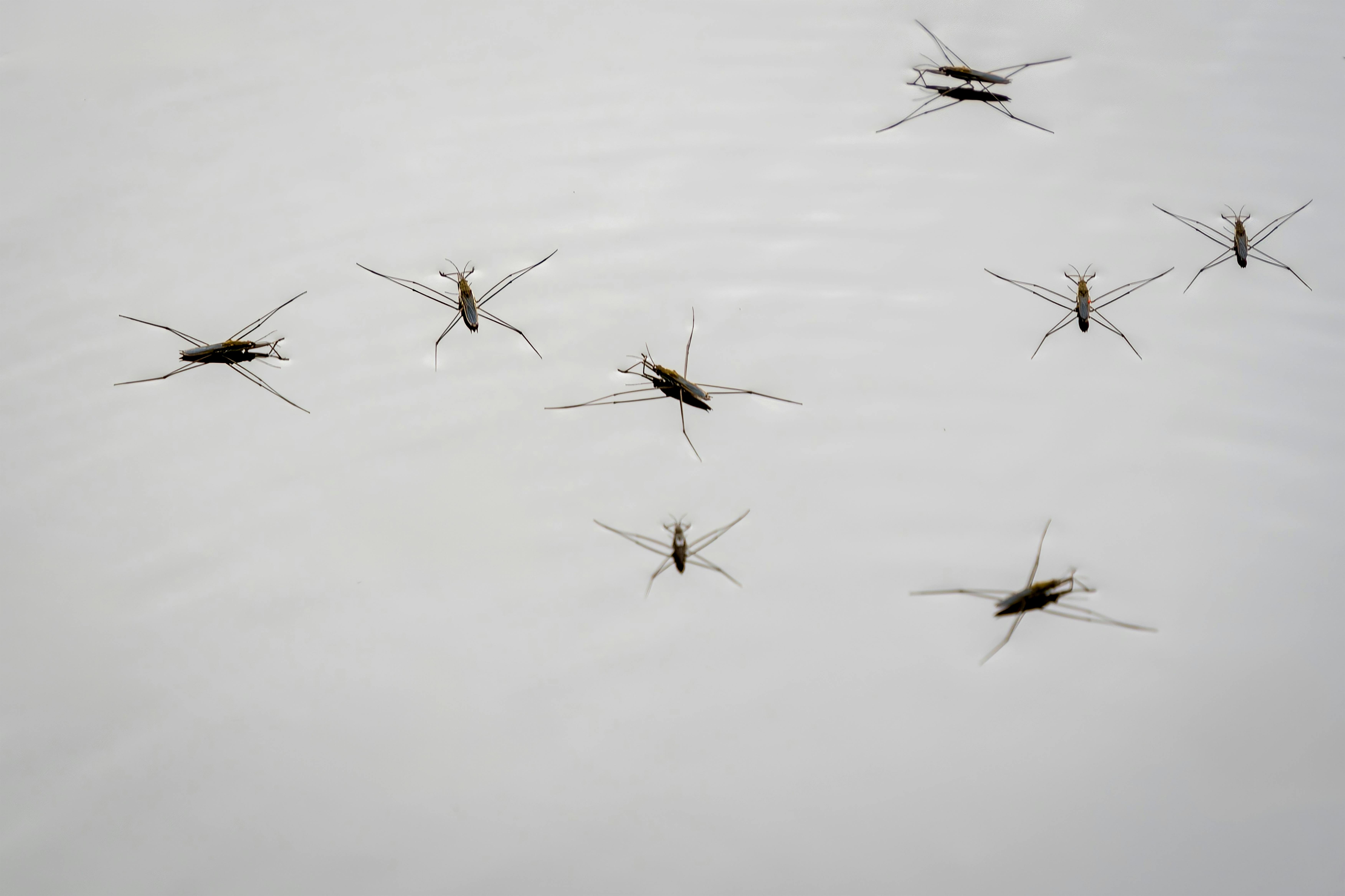 Pond Skater Insect Photos, Download The BEST Free Pond Skater Insect ...