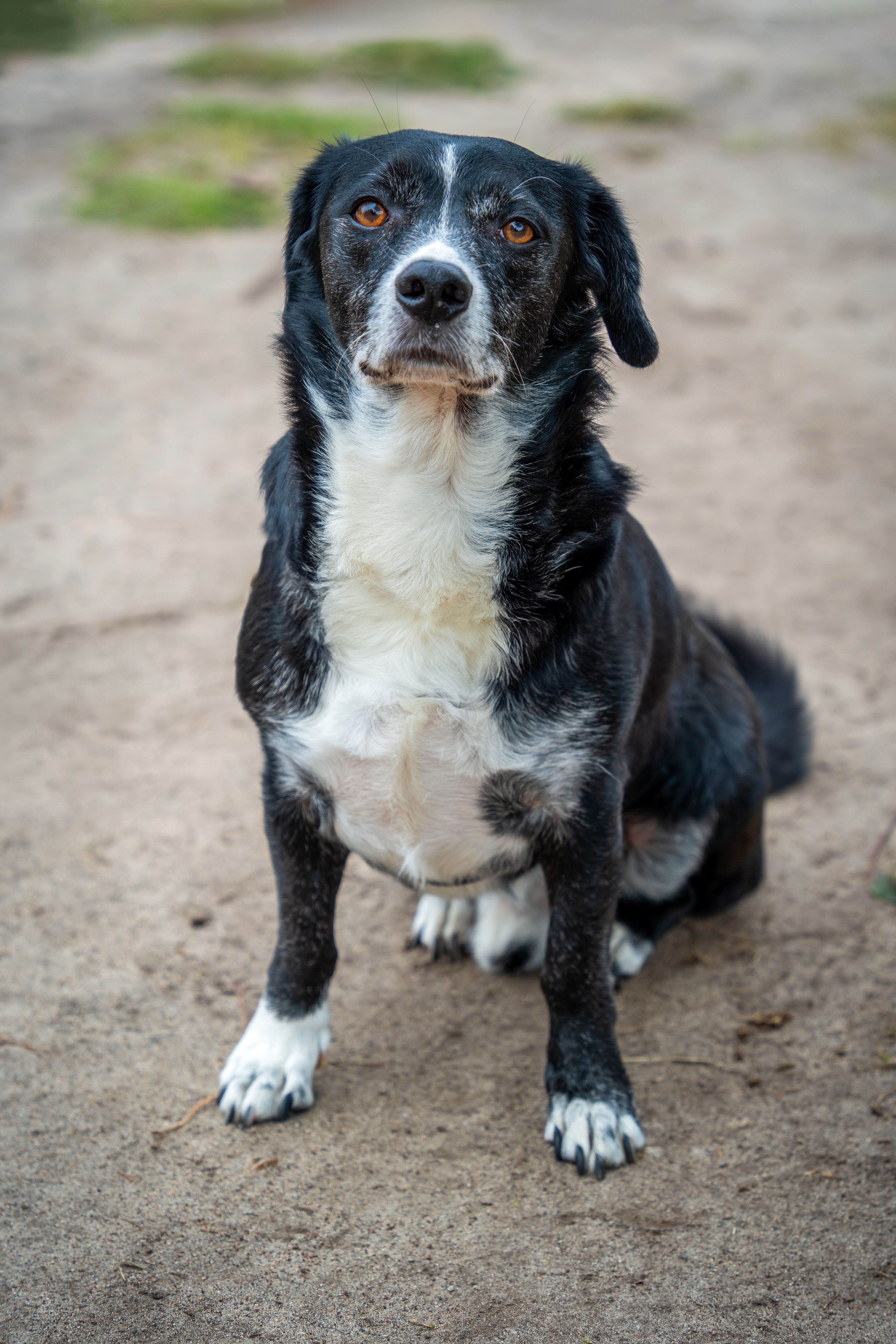 Portrait of a Black and White Mixed Breed Dog Outdoors · Free Stock Photo