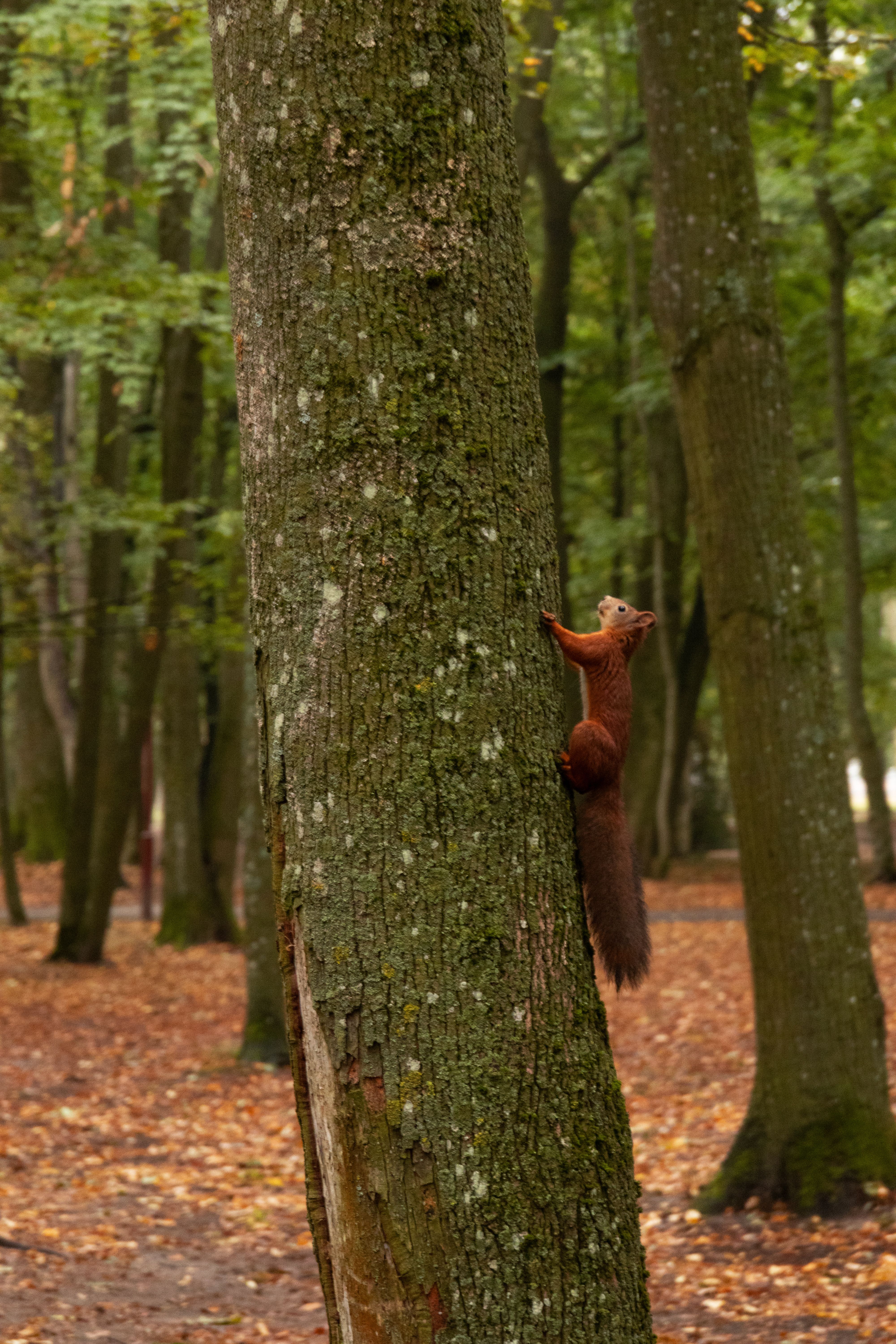 Mammal In Tree Photos, Download The BEST Free Mammal In Tree Stock ...