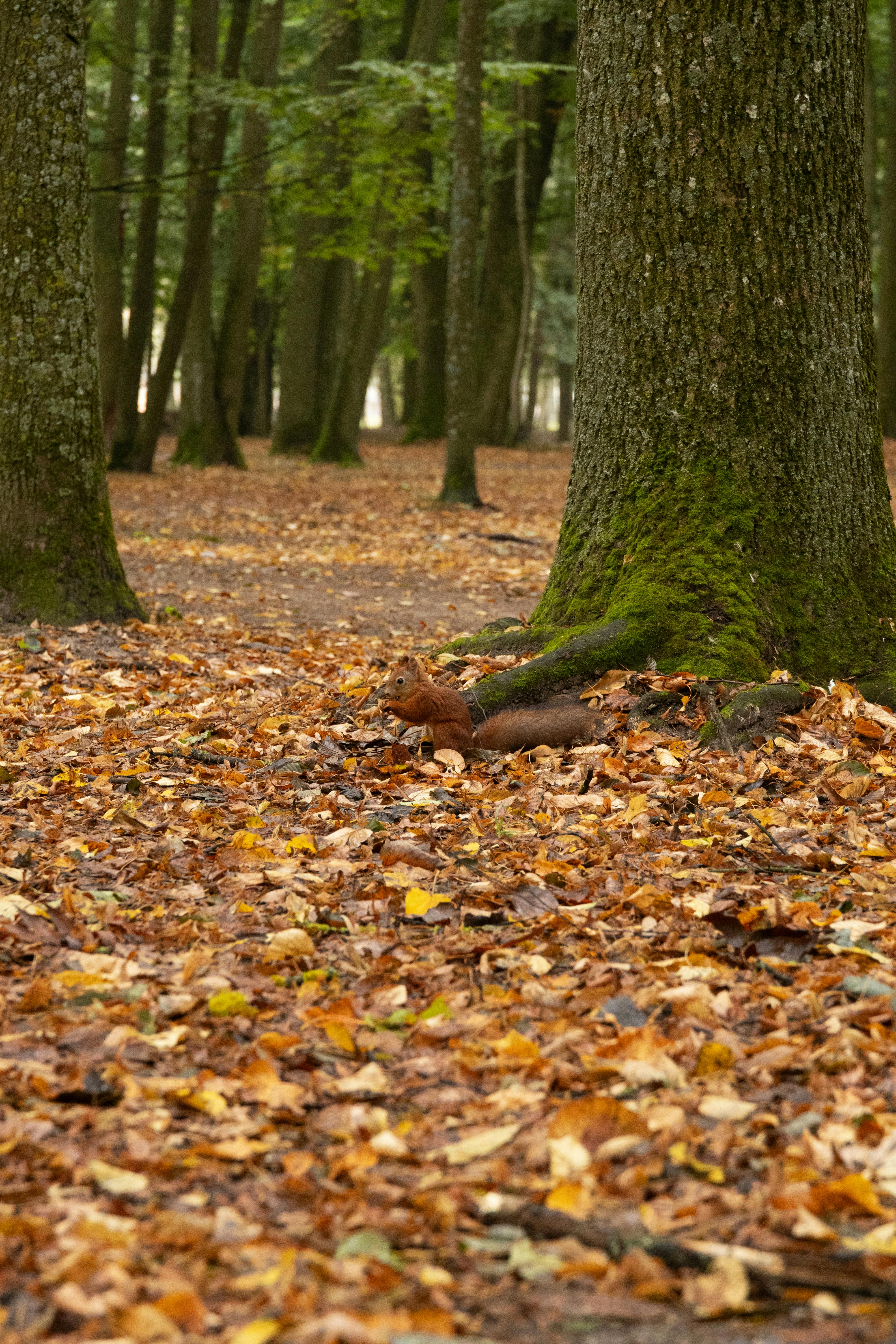 Red Squirrel in Autumn Forest Setting · Free Stock Photo