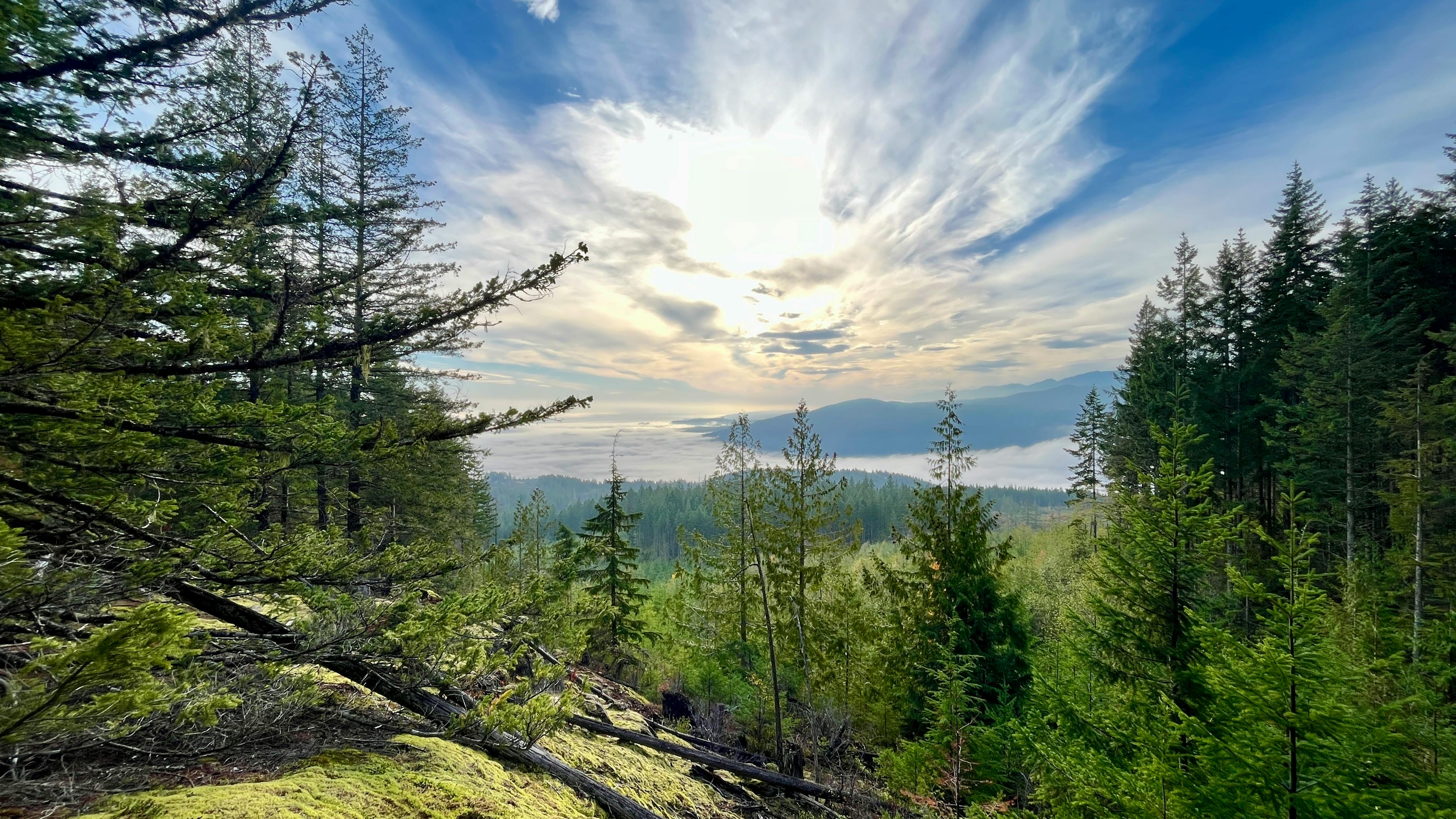 Stunning Mountain Forest View at Sunrise · Free Stock Photo