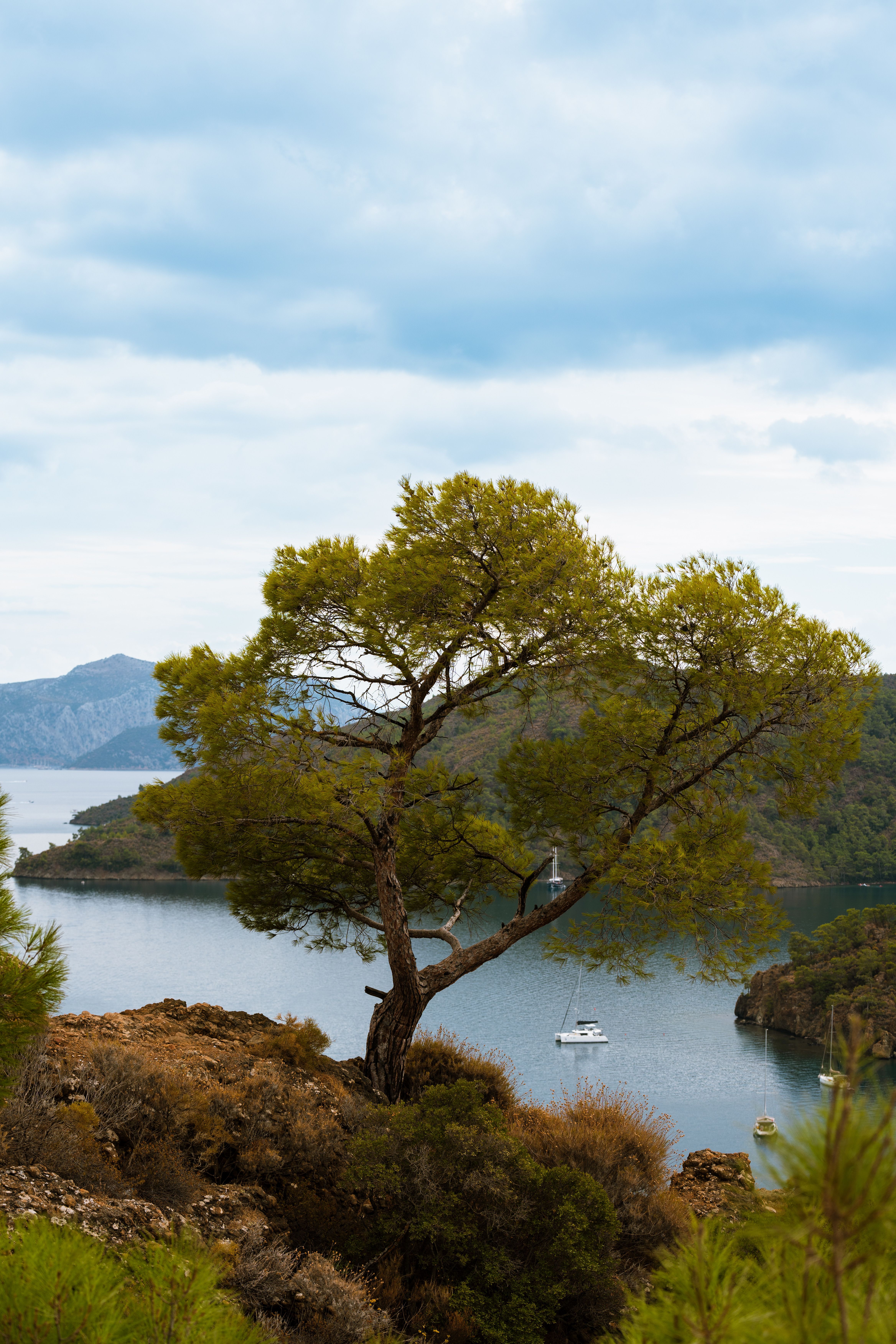 Serene Mediterranean Coastal Landscape with Tree · Free Stock Photo