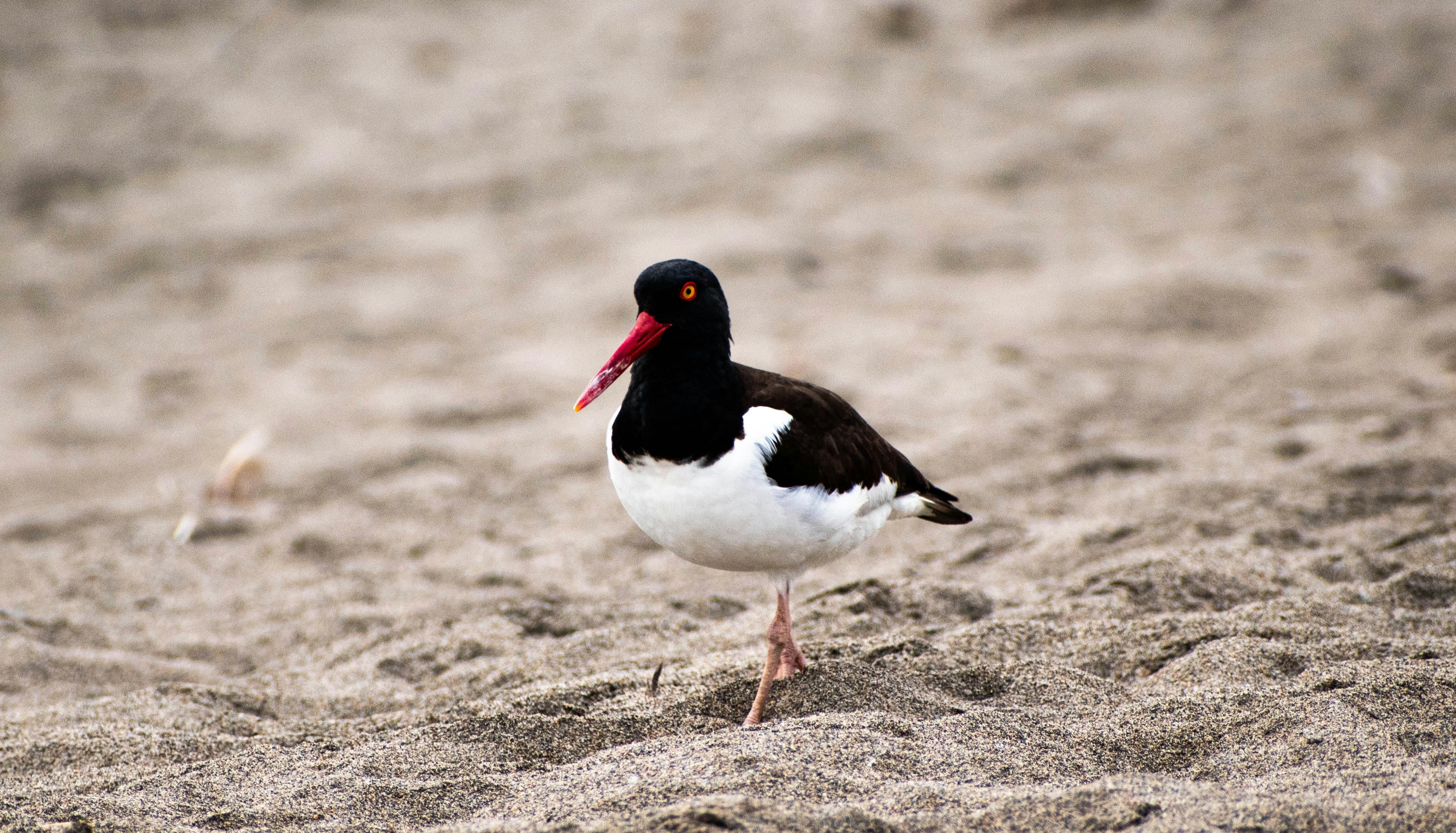 Lima De Animals Photos, Download The BEST Free Lima De Animals Stock ...