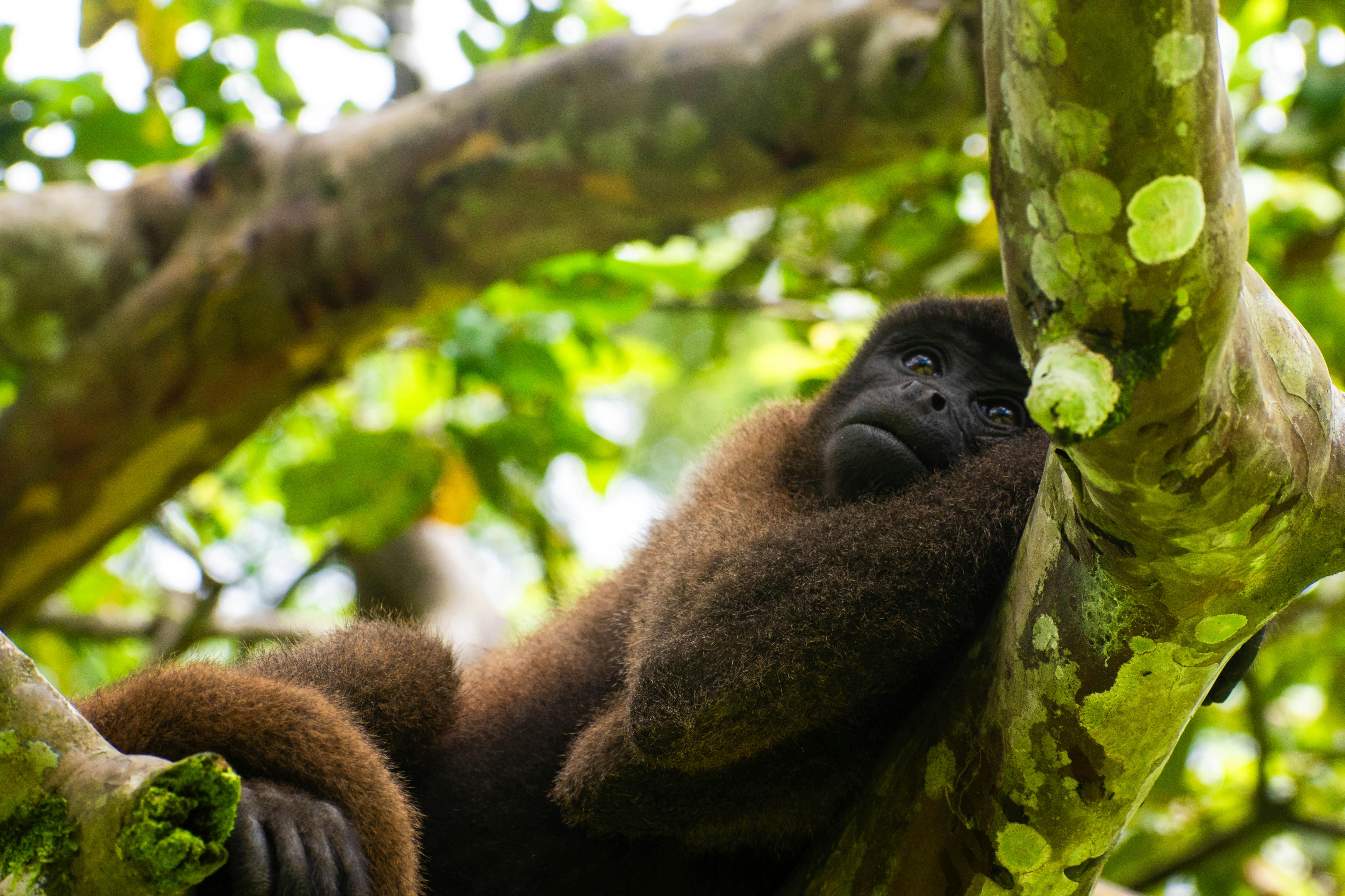 Foto de stock gratuita sobre alpinismo, amazonas, américa del sur ...