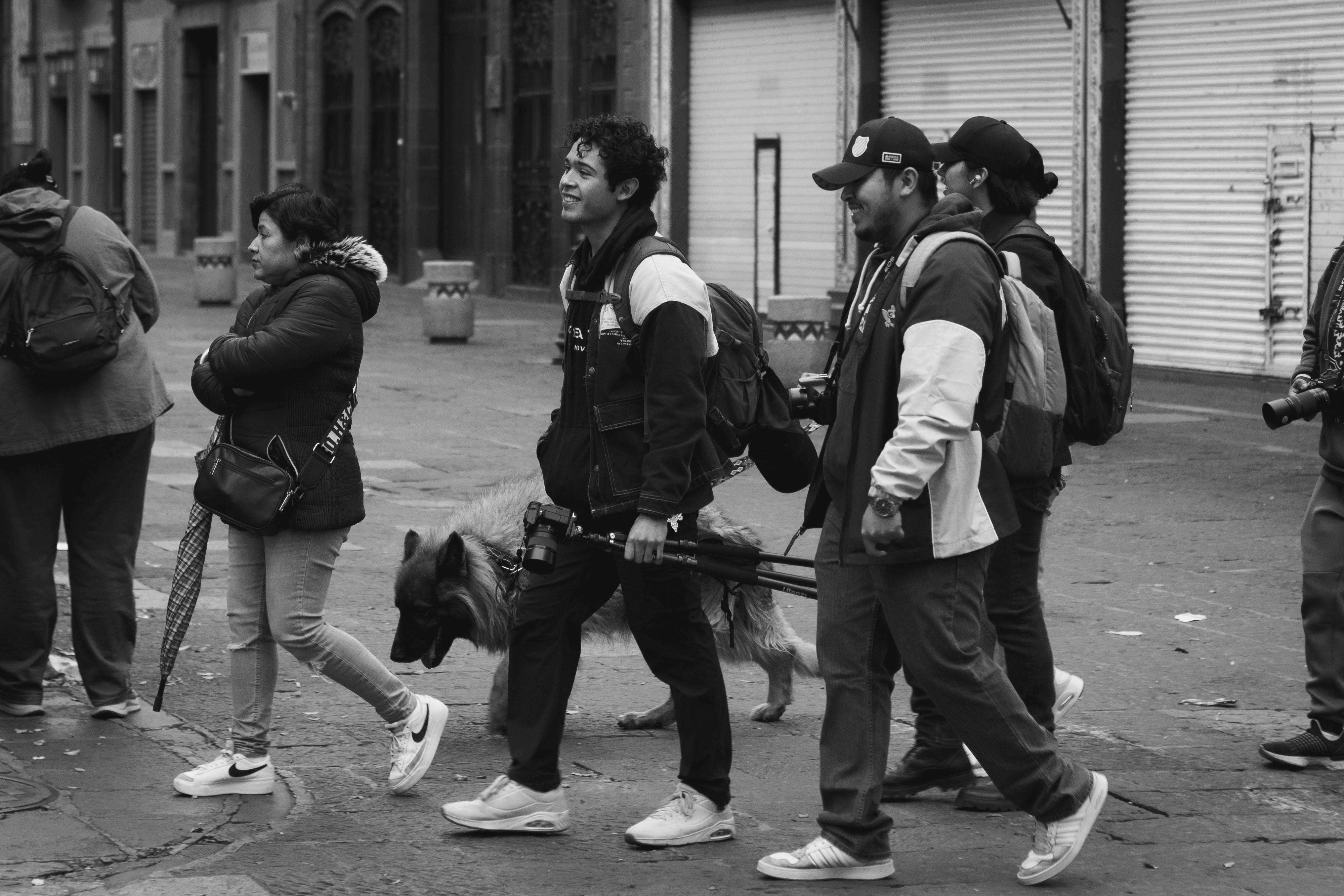 Get Info on Dog Show Results & How to Participate Easily