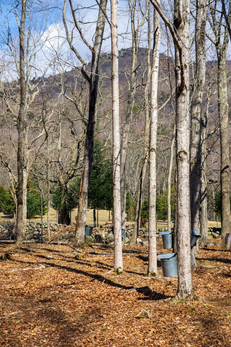 Maple Syrup Tapping Photos, Download The BEST Free Maple Syrup Tapping ...