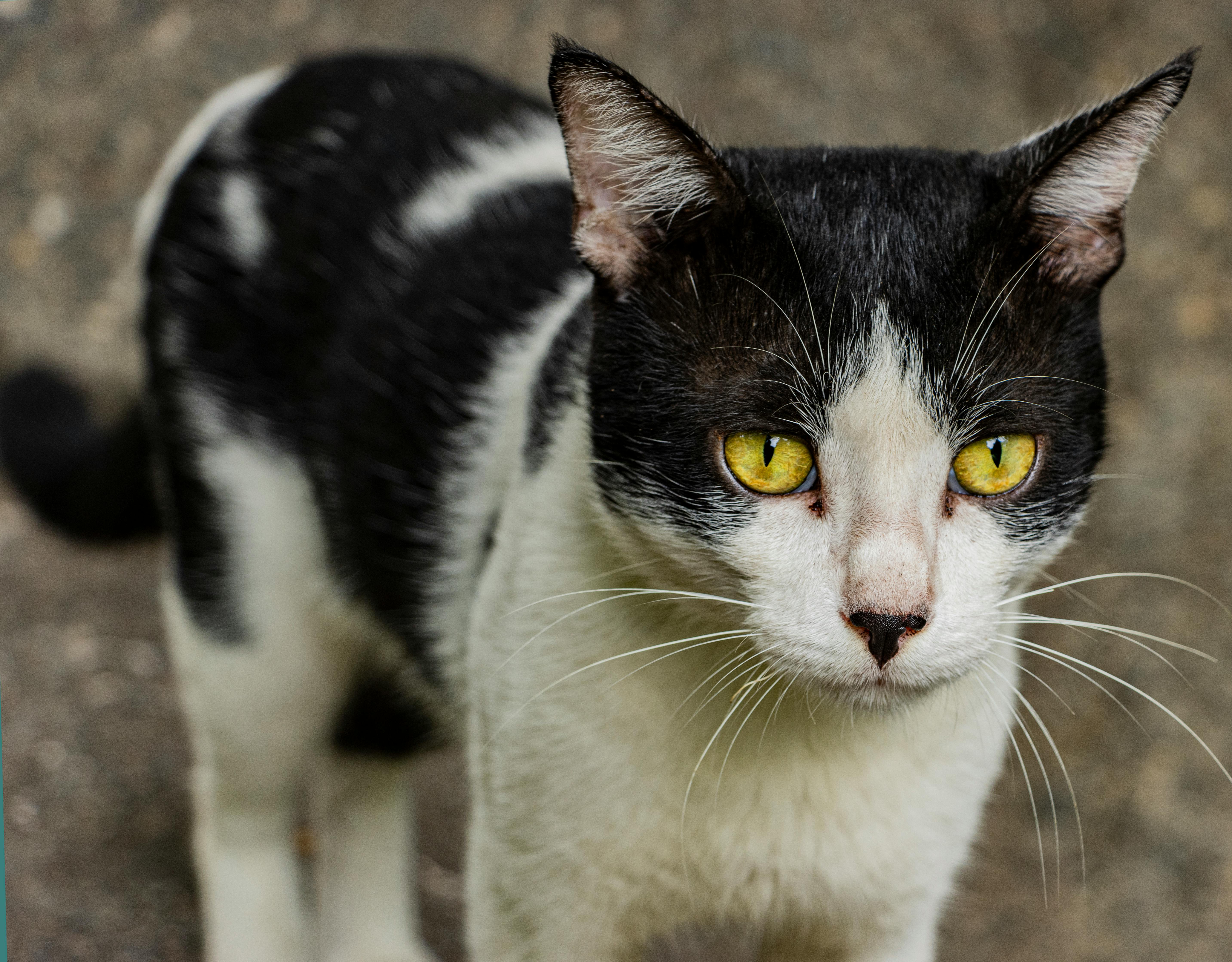 sheep cat hiiii · Free Stock Photo