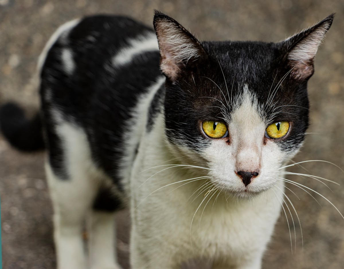 Cat Photos Photos, Download The BEST Free Cat Photos Stock Photos & HD ...