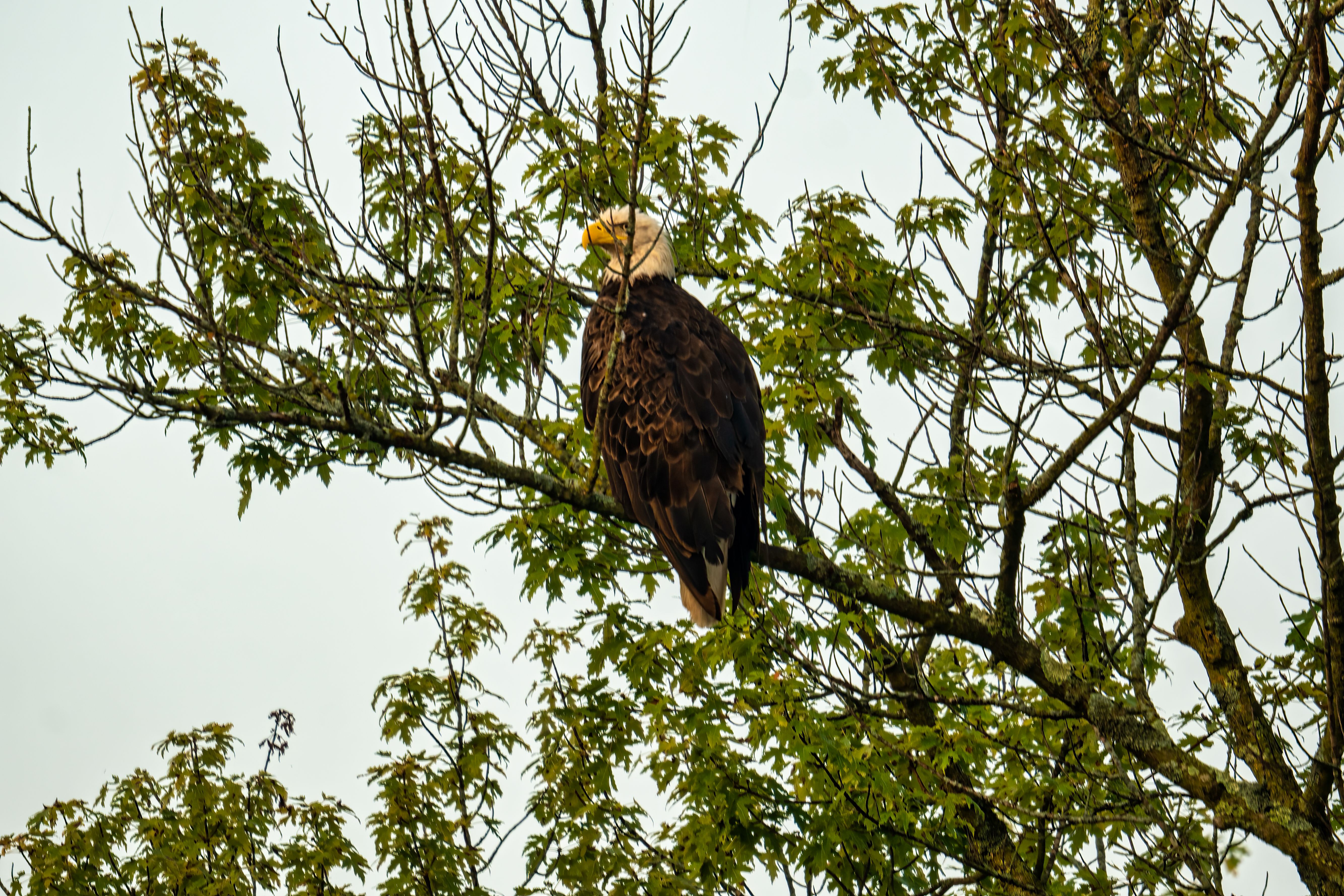 Majestic Bald Eagle Perched in Wisconsin · Free Stock Photo