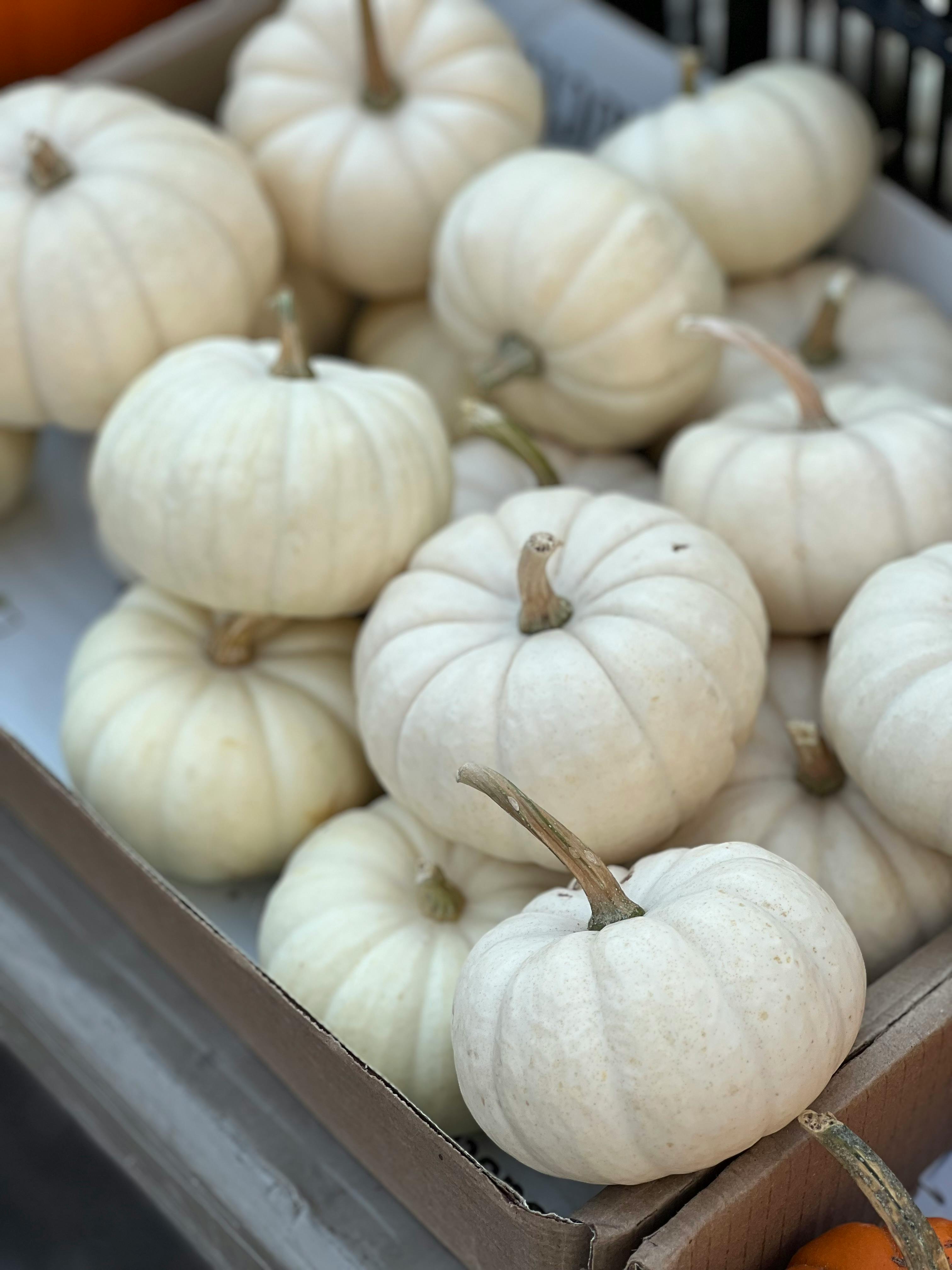 Elegant White Pumpkins for Autumn Decoration · Free Stock Photo