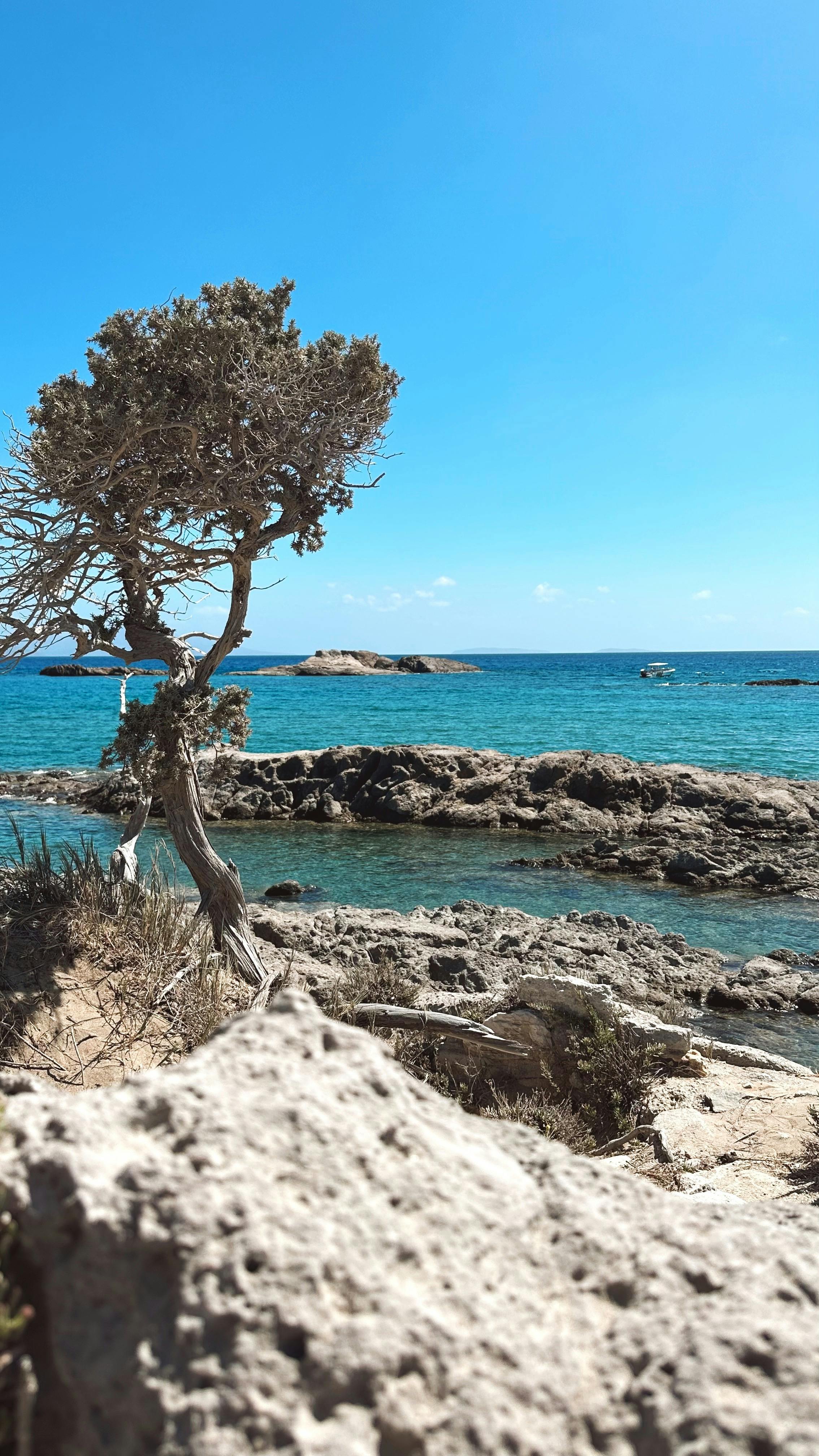 Serene Coastal View with Tree in Kos, Greece · Free Stock Photo