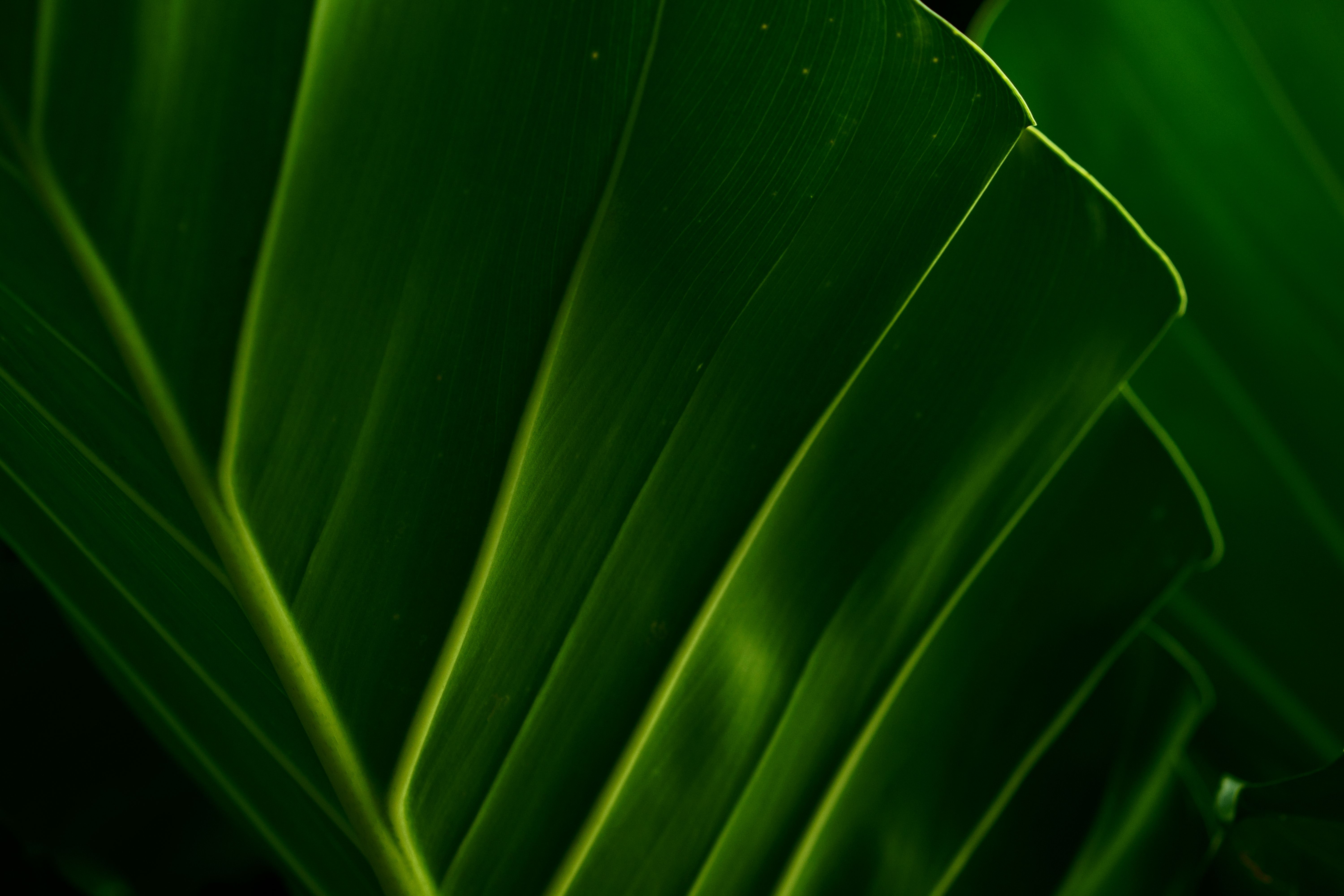 close up Texture of green leaf in the garden · Free Stock Photo