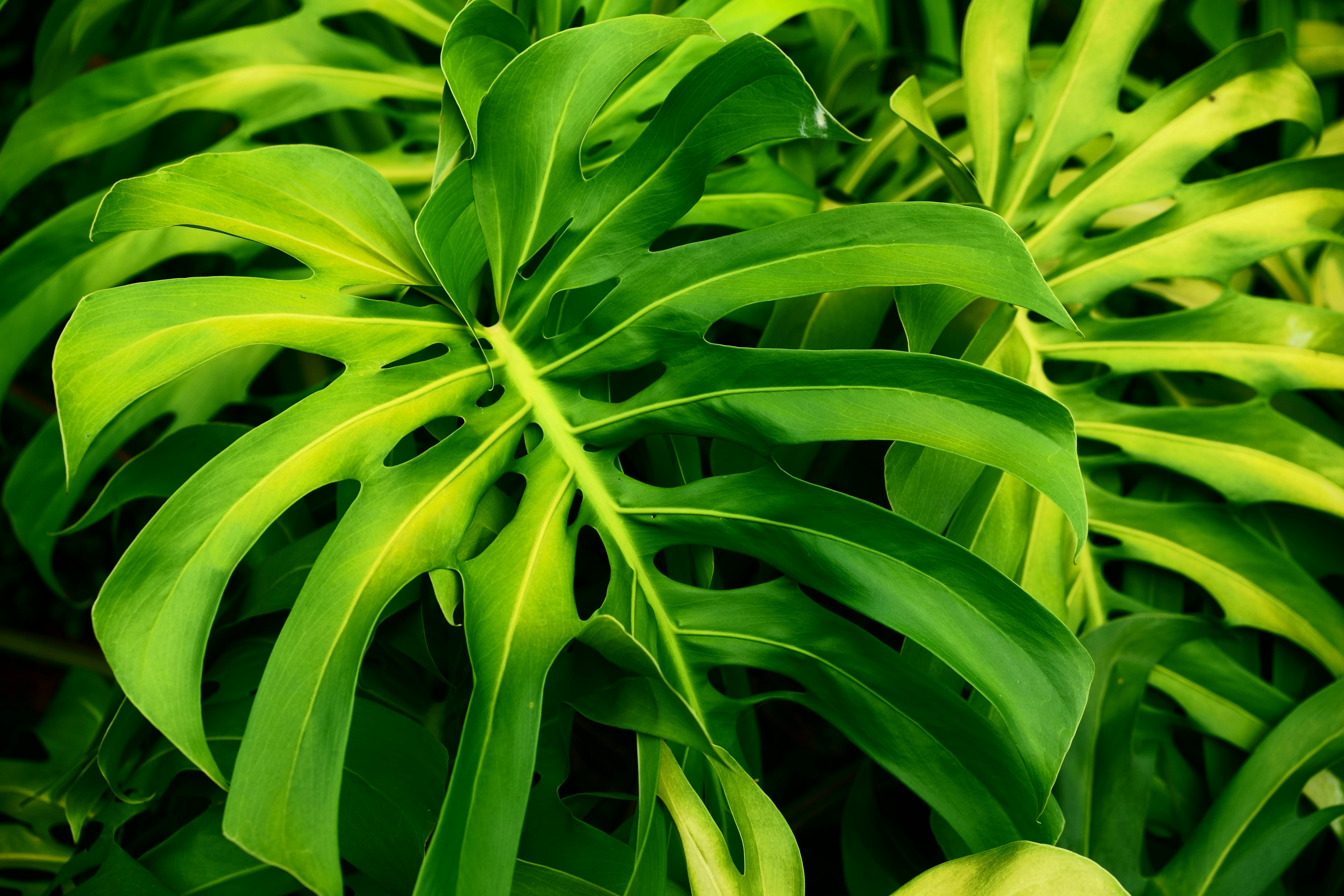 Closeup Texture Monstera Leaves in the garden · Free Stock Photo