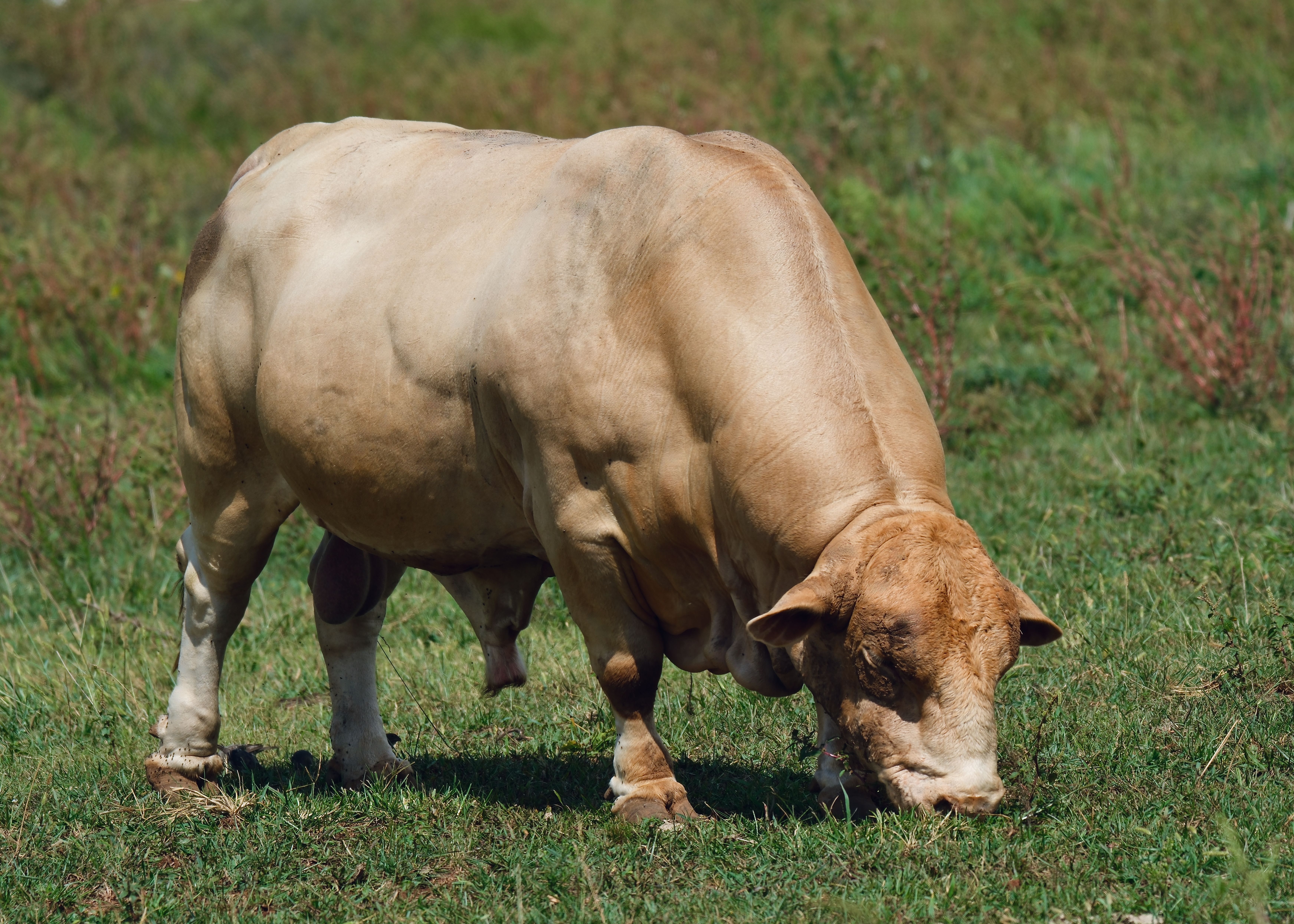 Powerful Bull Grazing in Lush Green Pasture · Free Stock Photo