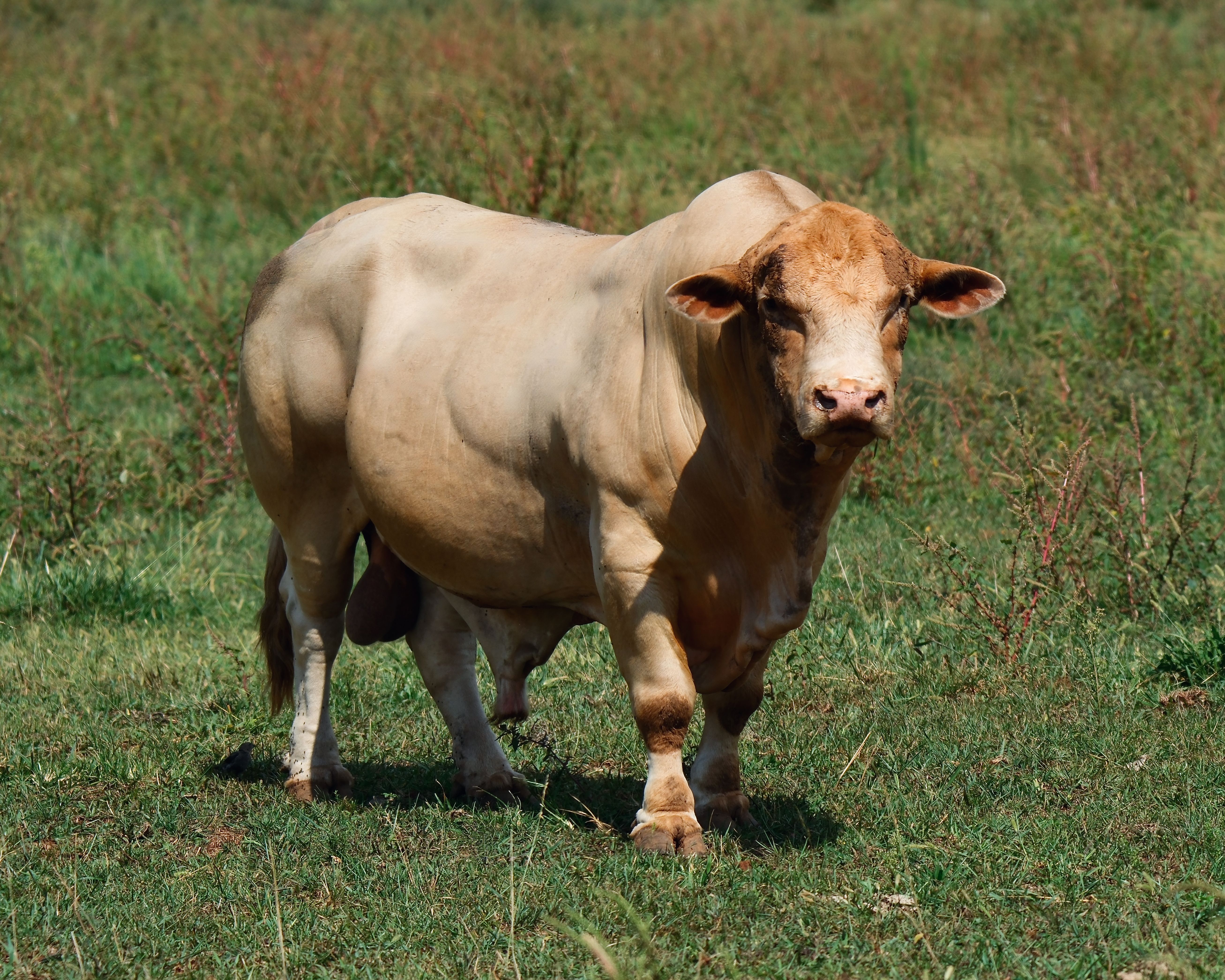 Majestic Bull Standing in a Green Field · Free Stock Photo