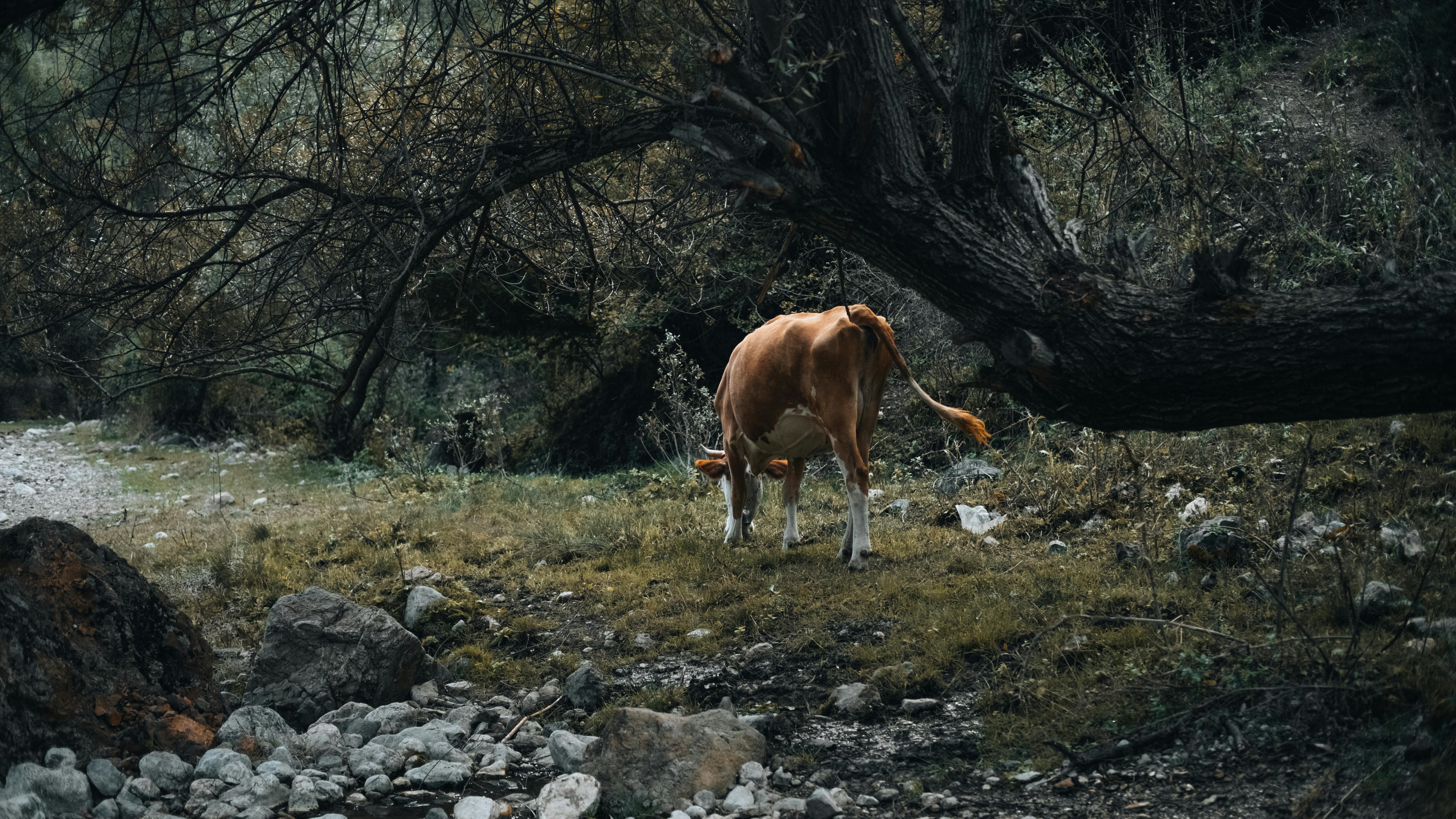 Tranquil Cow Grazing in a Rustic Pasture · Free Stock Photo
