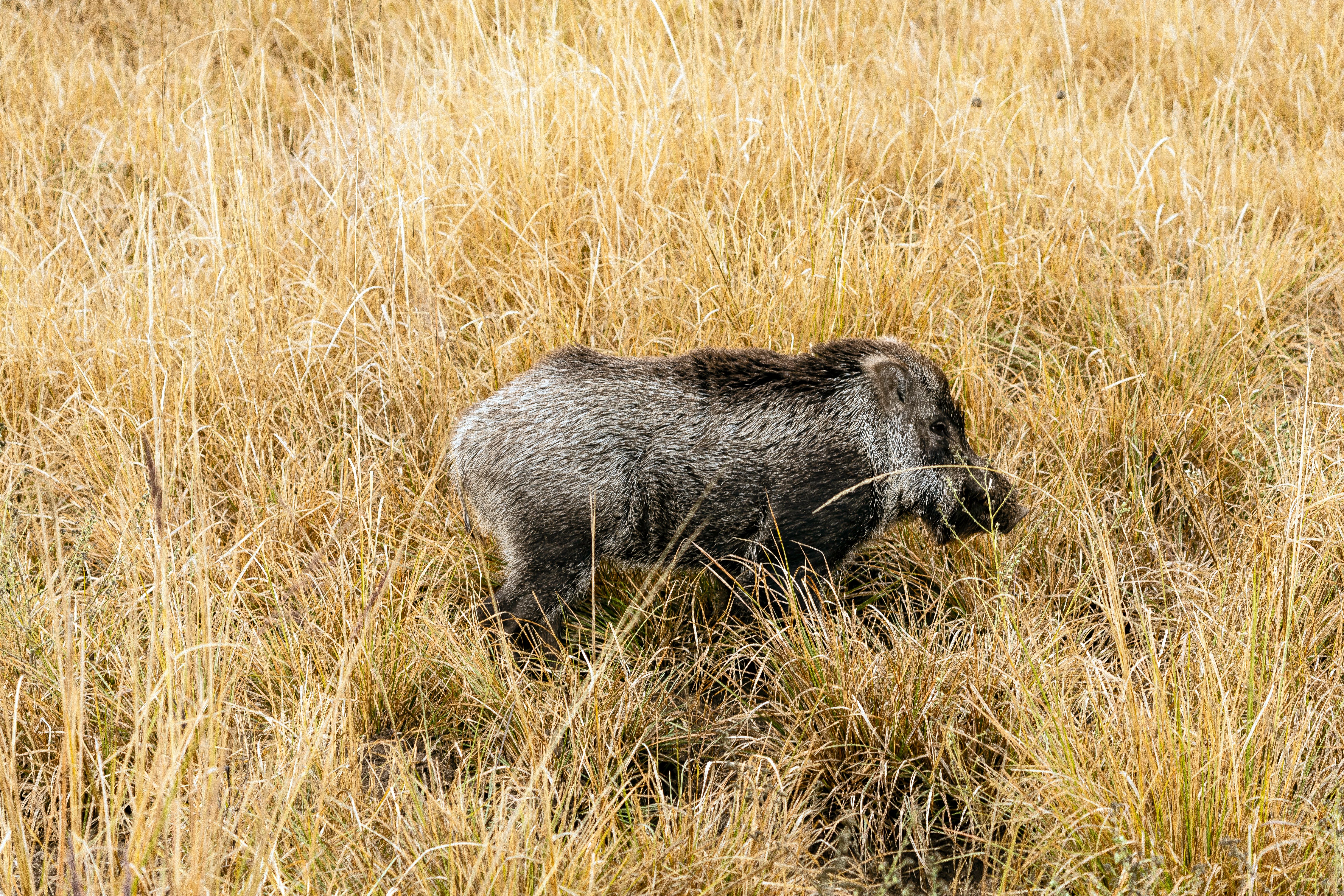 Wild Boar in Grassy Field Under Sunlight · Free Stock Photo