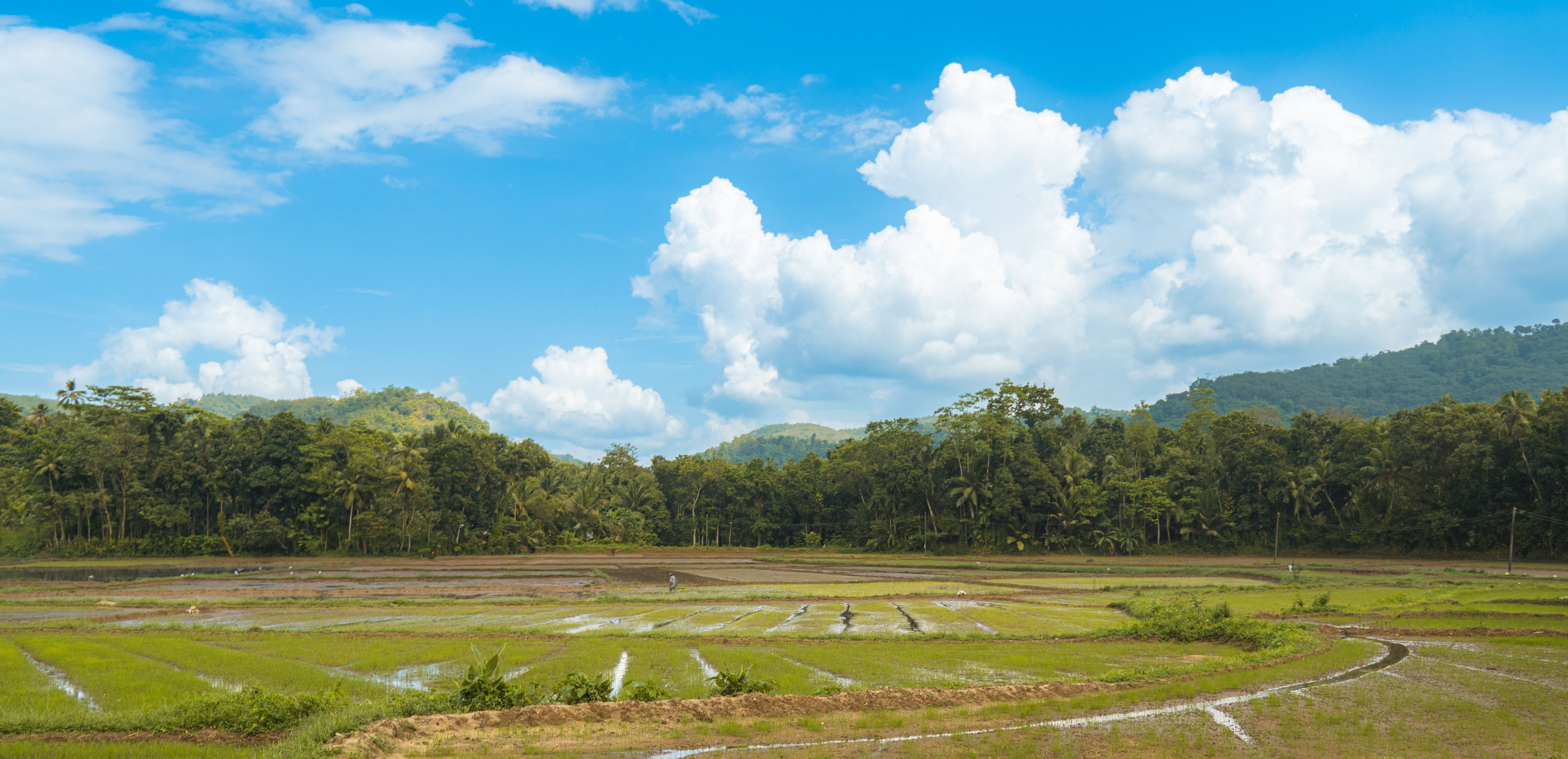 Idyllic Sri Lankan Paddy Field Landscape · Free Stock Photo