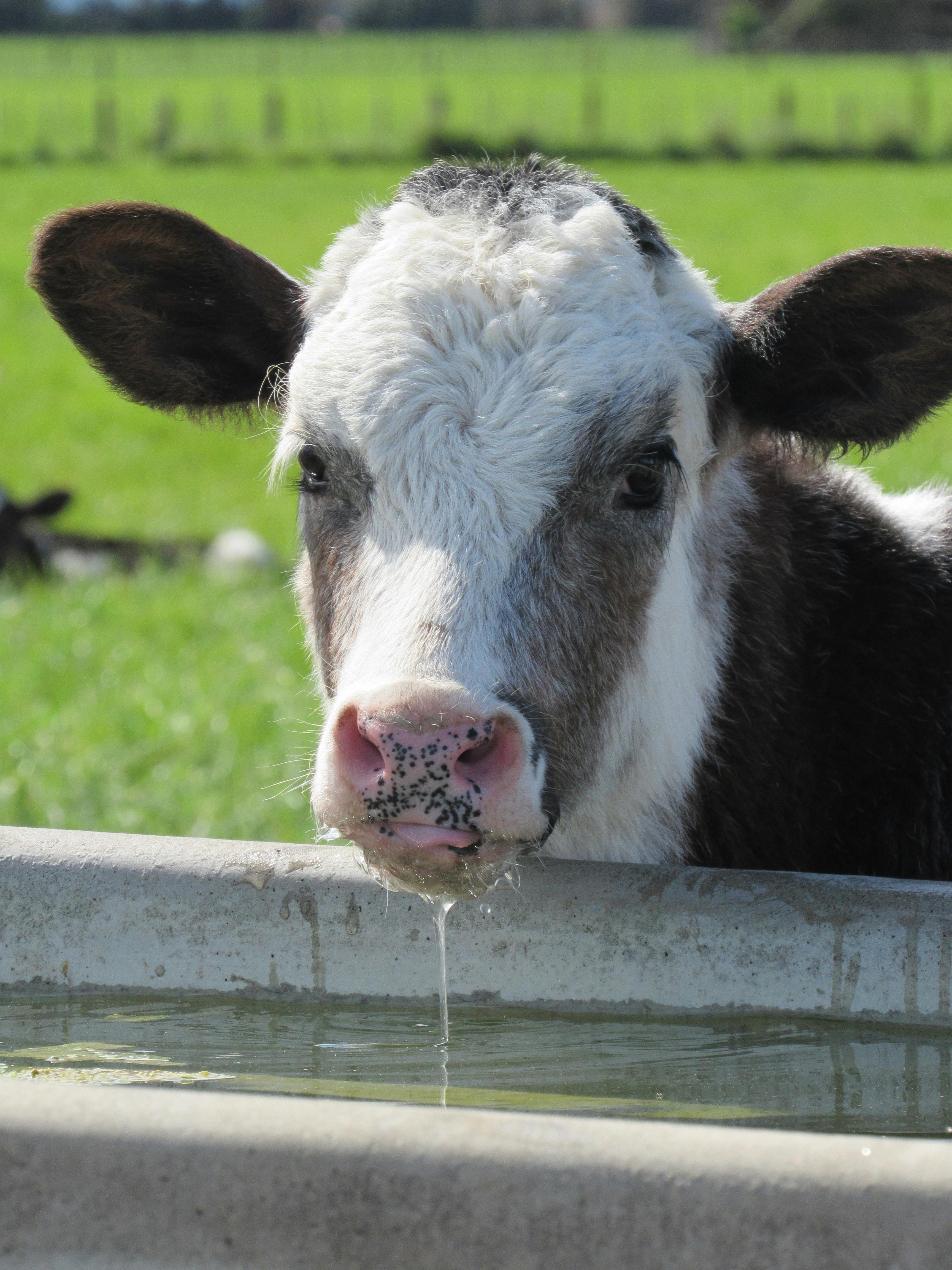 Calf drinking water from a fountain in a green meadow, pretending to be ...