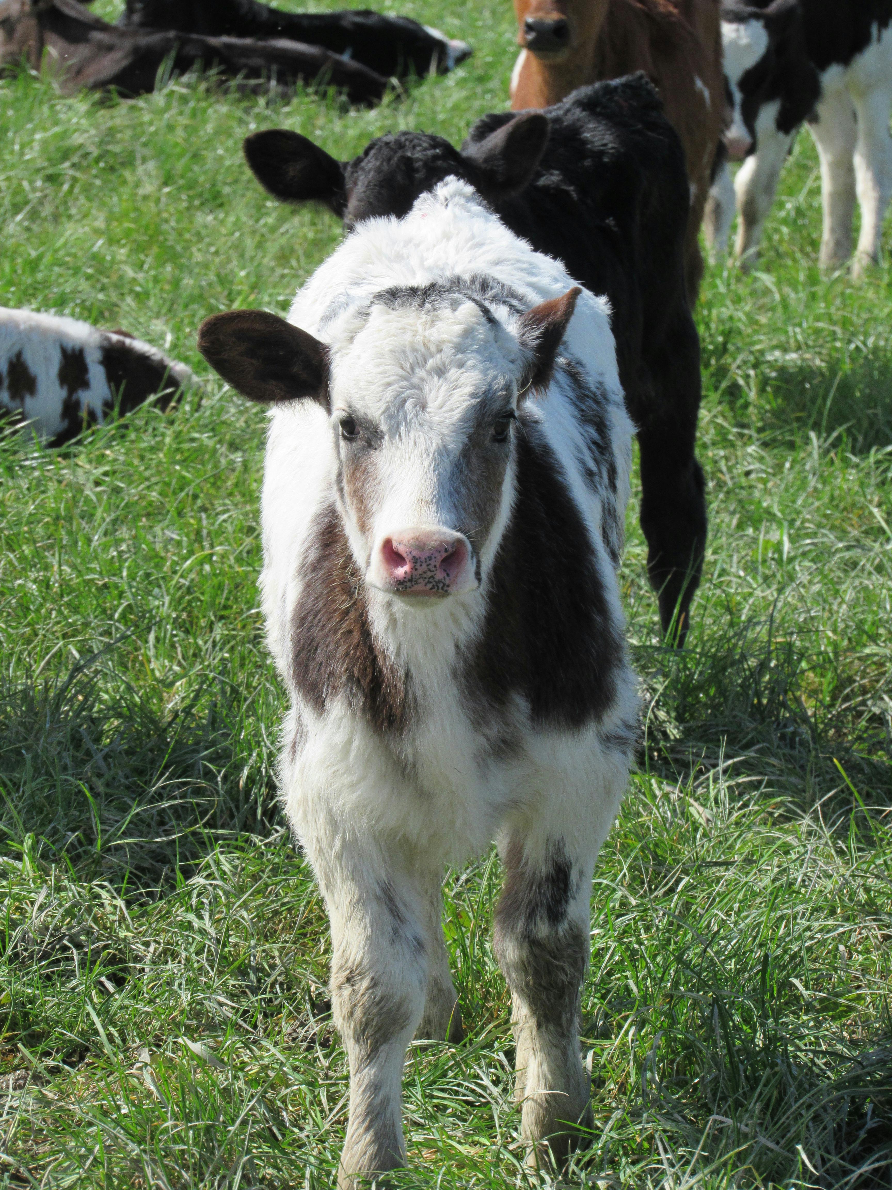 A calf in the meadow on a sunny day, contemplating the meaning of life ...