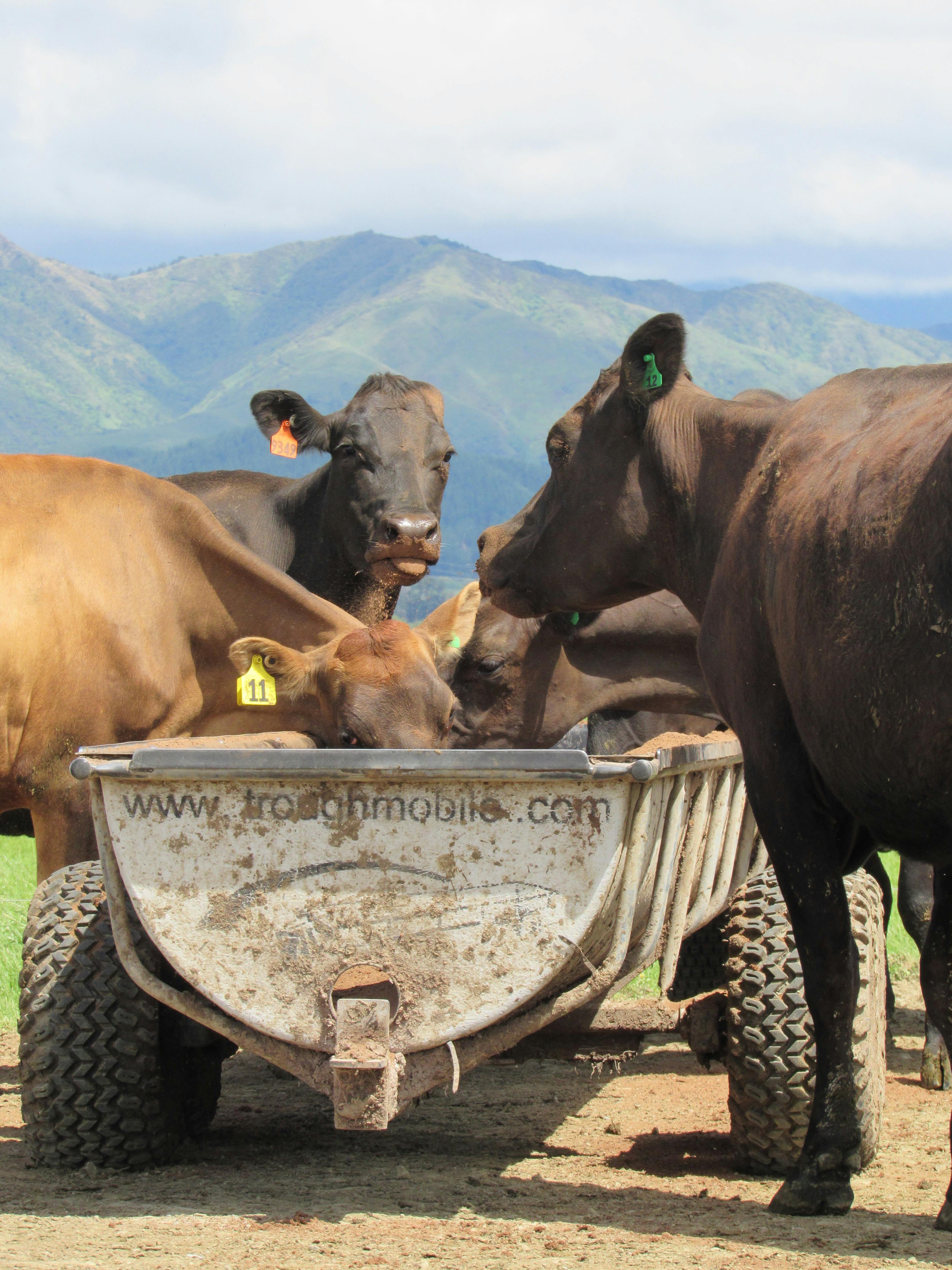 Cows in a farm in Oahu, Hawaii, USA, living the island life. · Free ...
