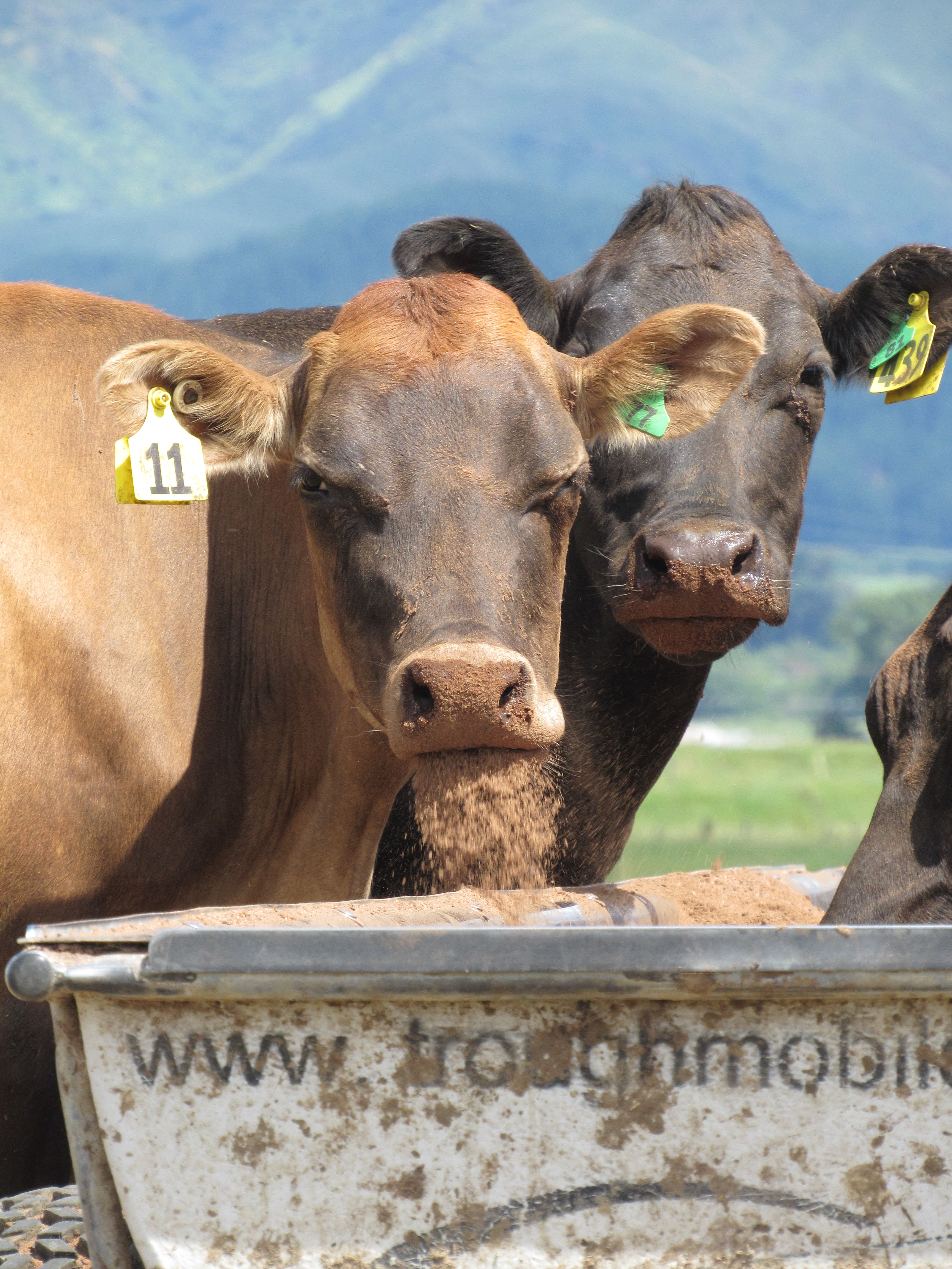 Herd of cows in the paddock of a dairy farm, having a family reunion ...