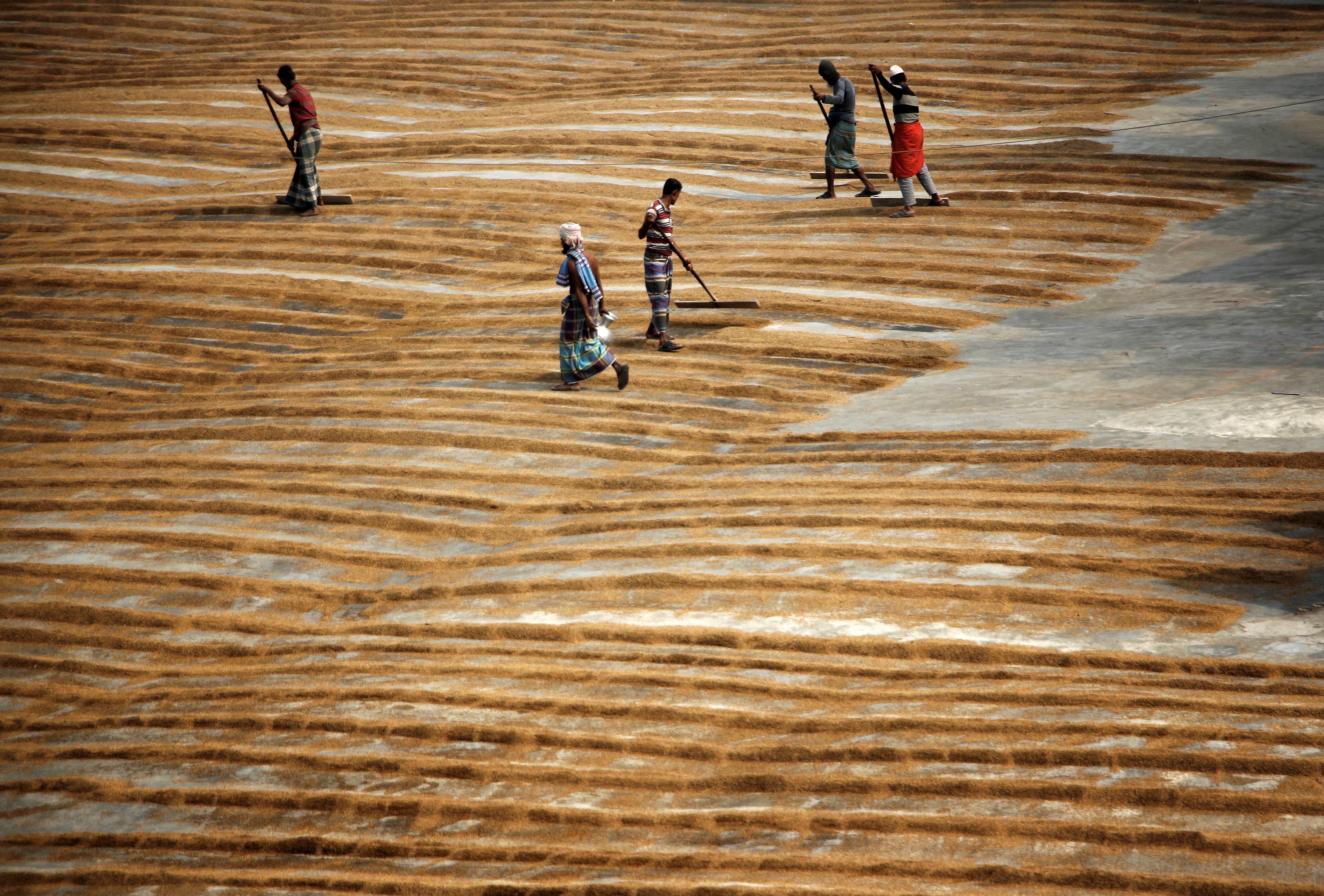 Workers Drying Rice in Outdoor Field · Free Stock Photo