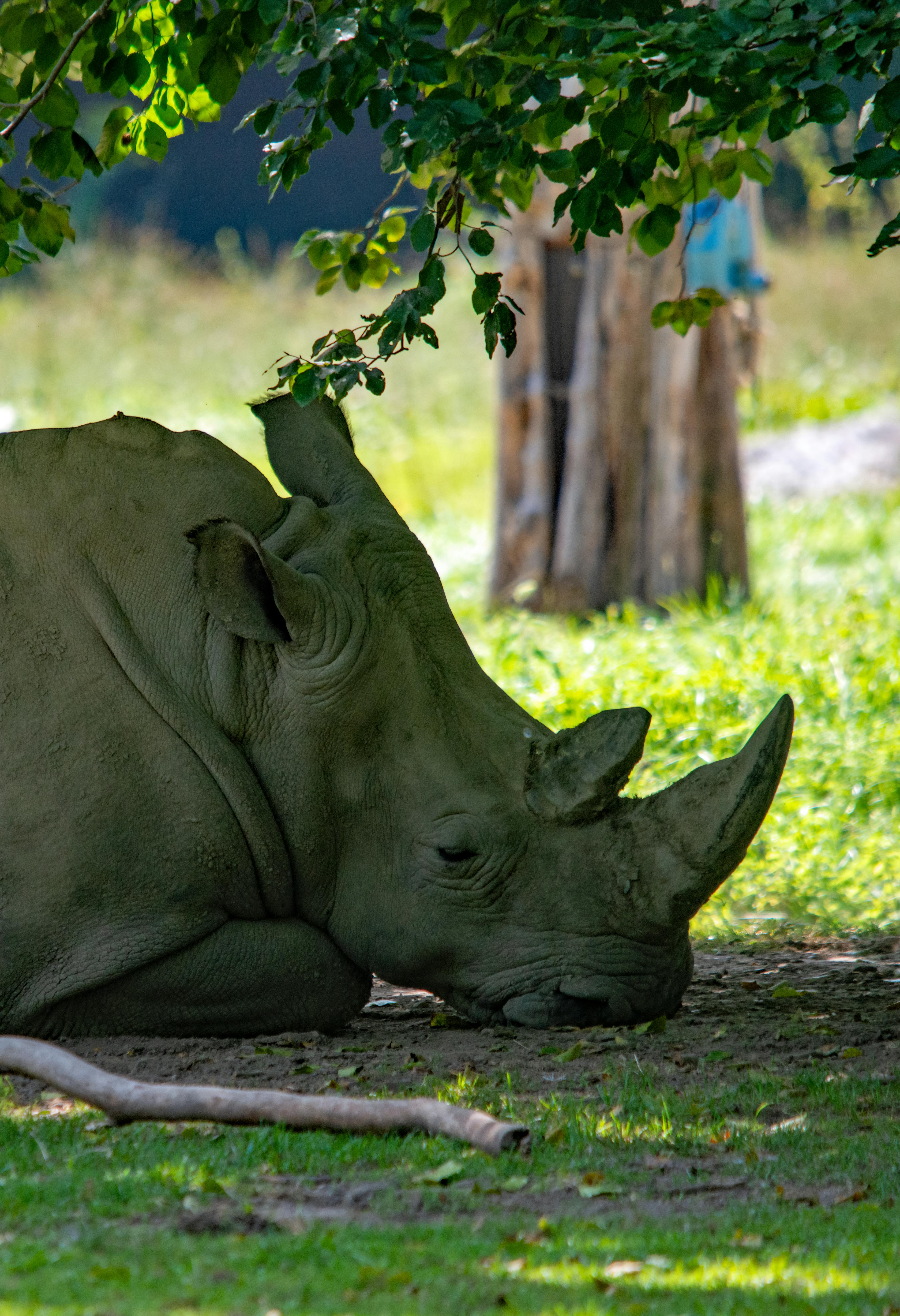 Animals Lying On Grass Photos, Download The BEST Free Animals Lying On ...