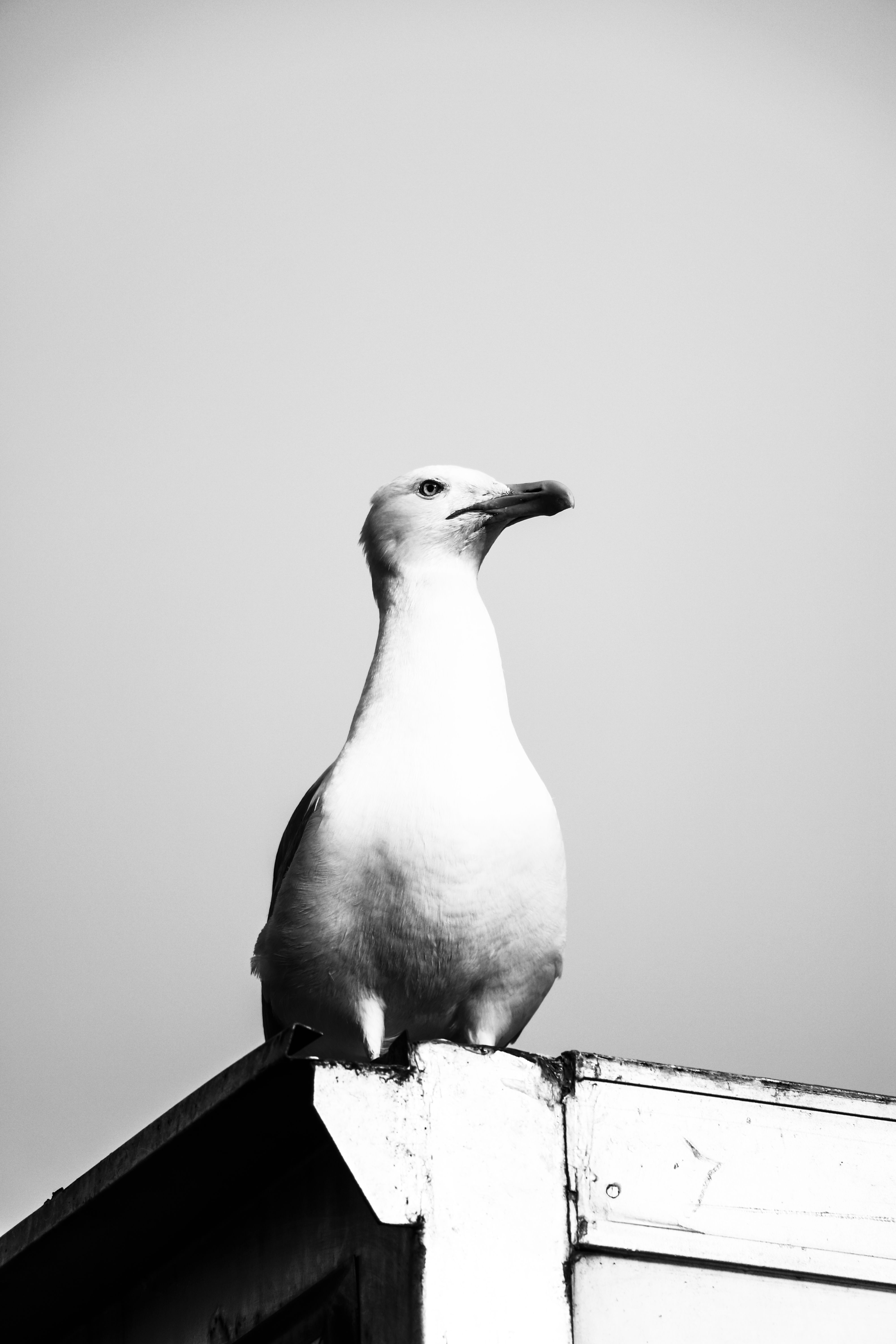 Close Up Photography of Seagull · Free Stock Photo
