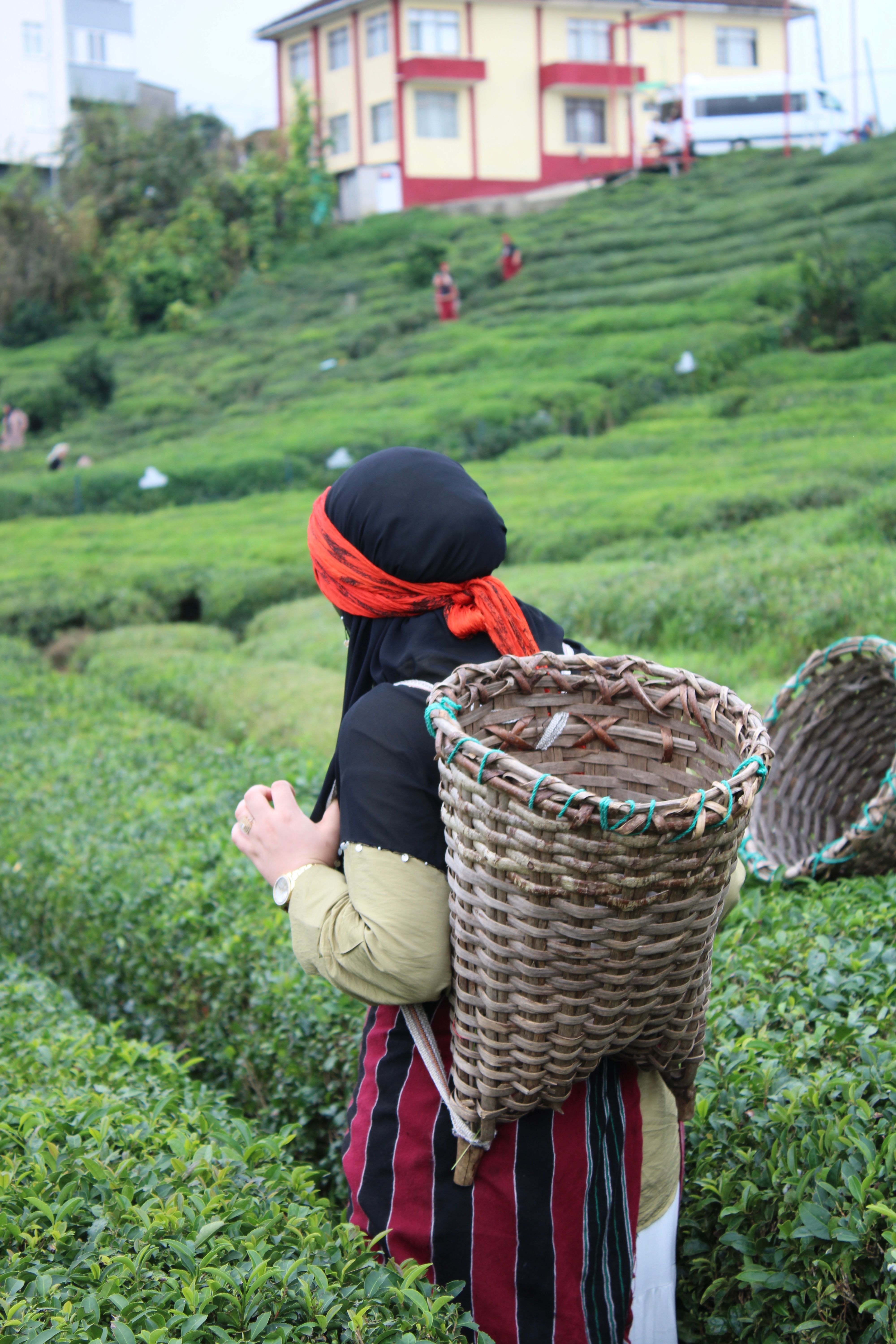 Traditional Tea Picker in Lush Green Fields · Free Stock Photo