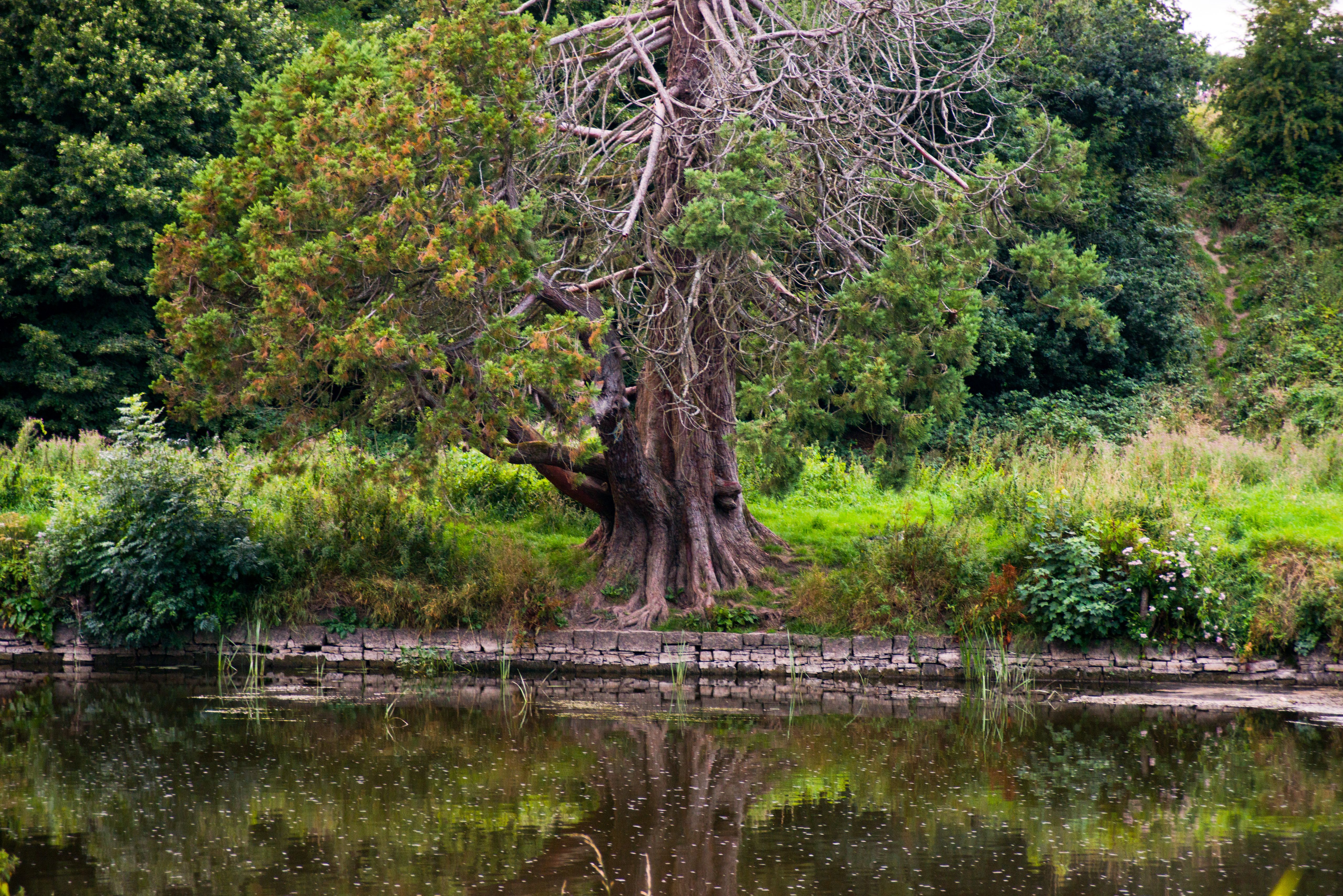 Talking Tree · Free Stock Photo