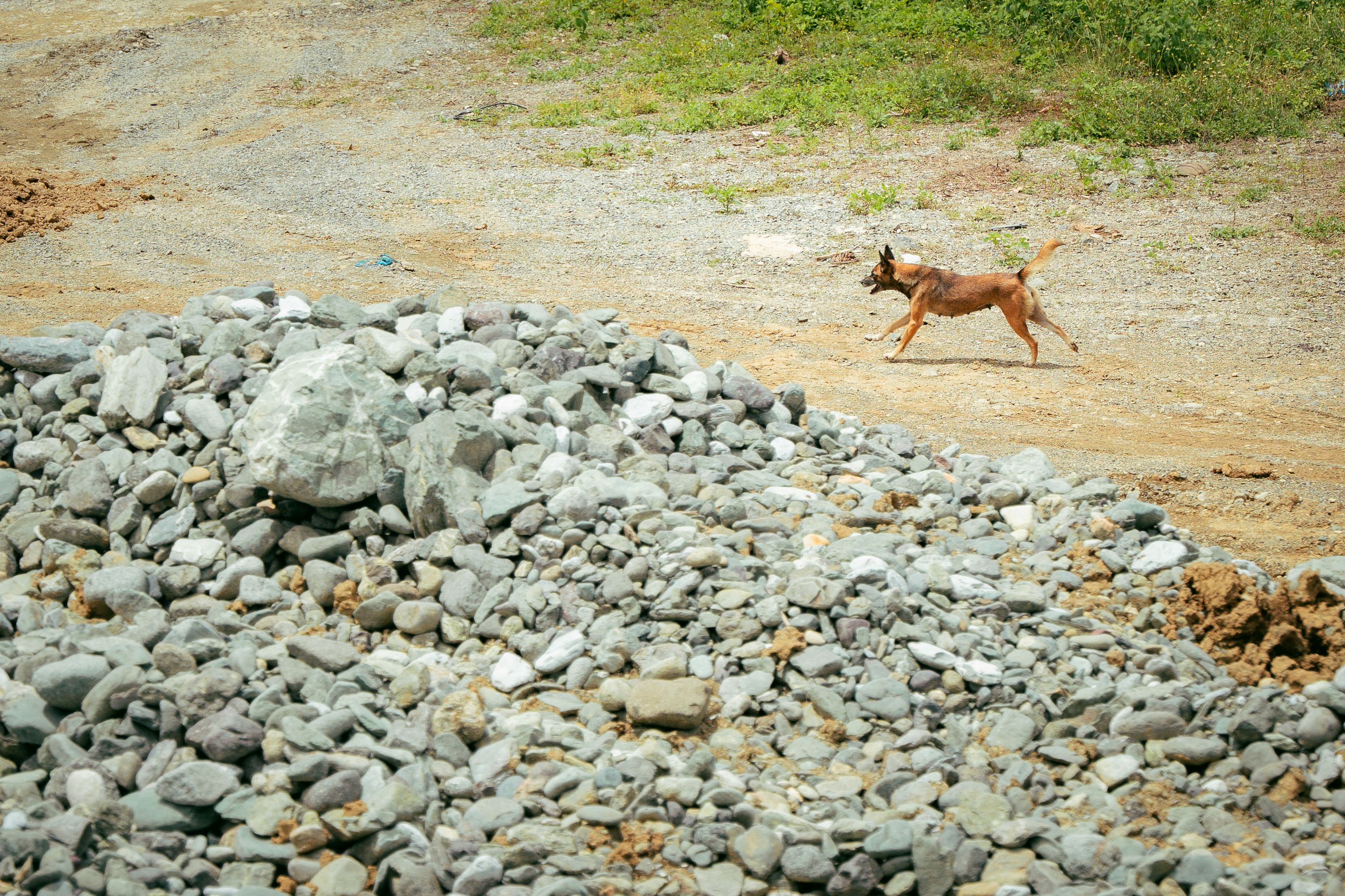 Brown Dog Running on Gravel Near Rock Pile · Free Stock Photo