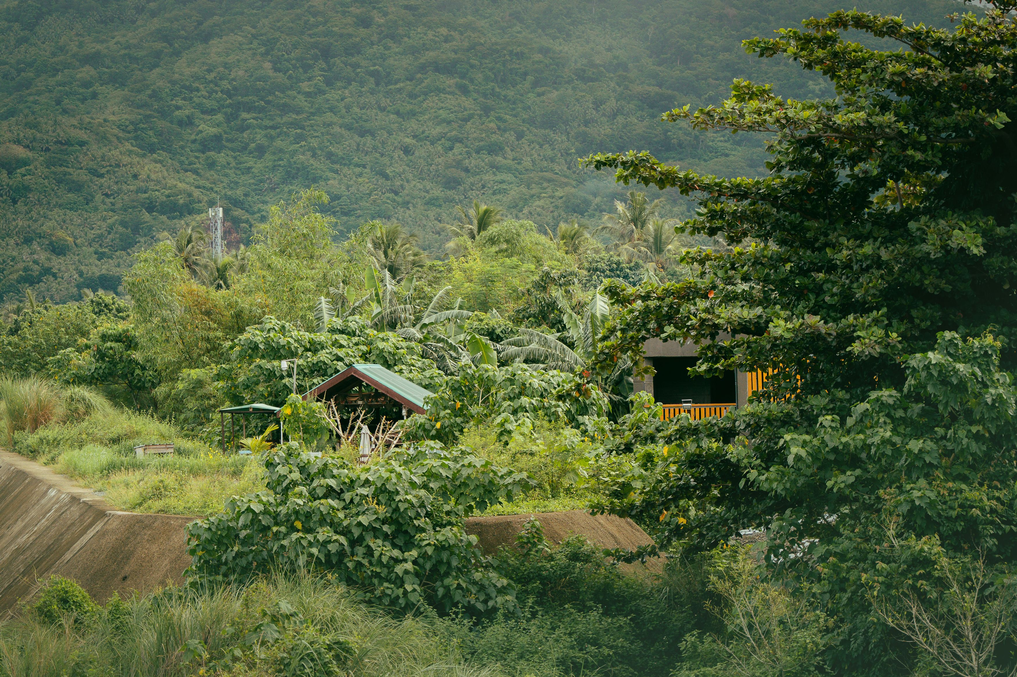Lush Green Jungle Landscape with Small Hut · Free Stock Photo