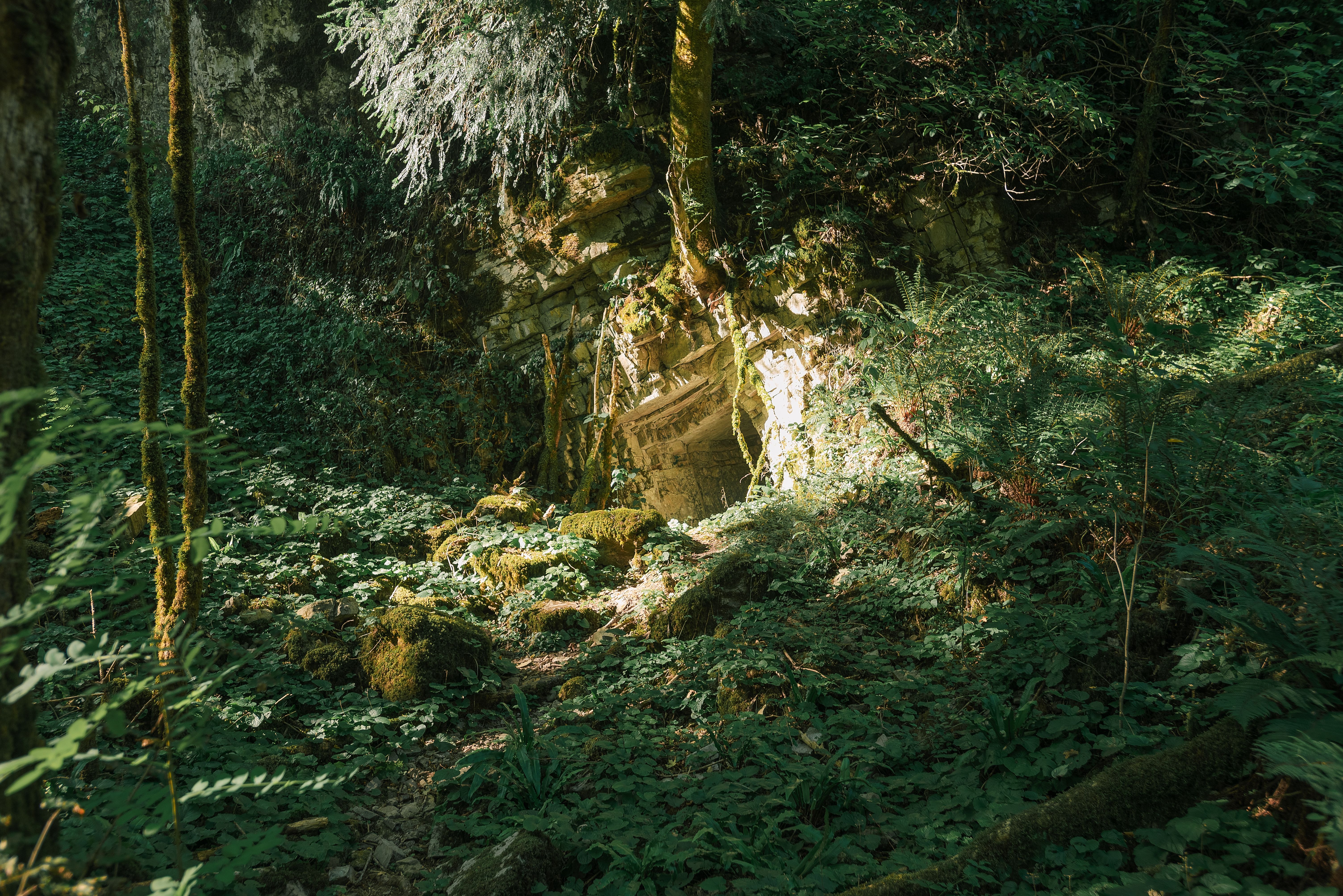 Lush Greenery and Moss-Covered Rocks in Forest · Free Stock Photo