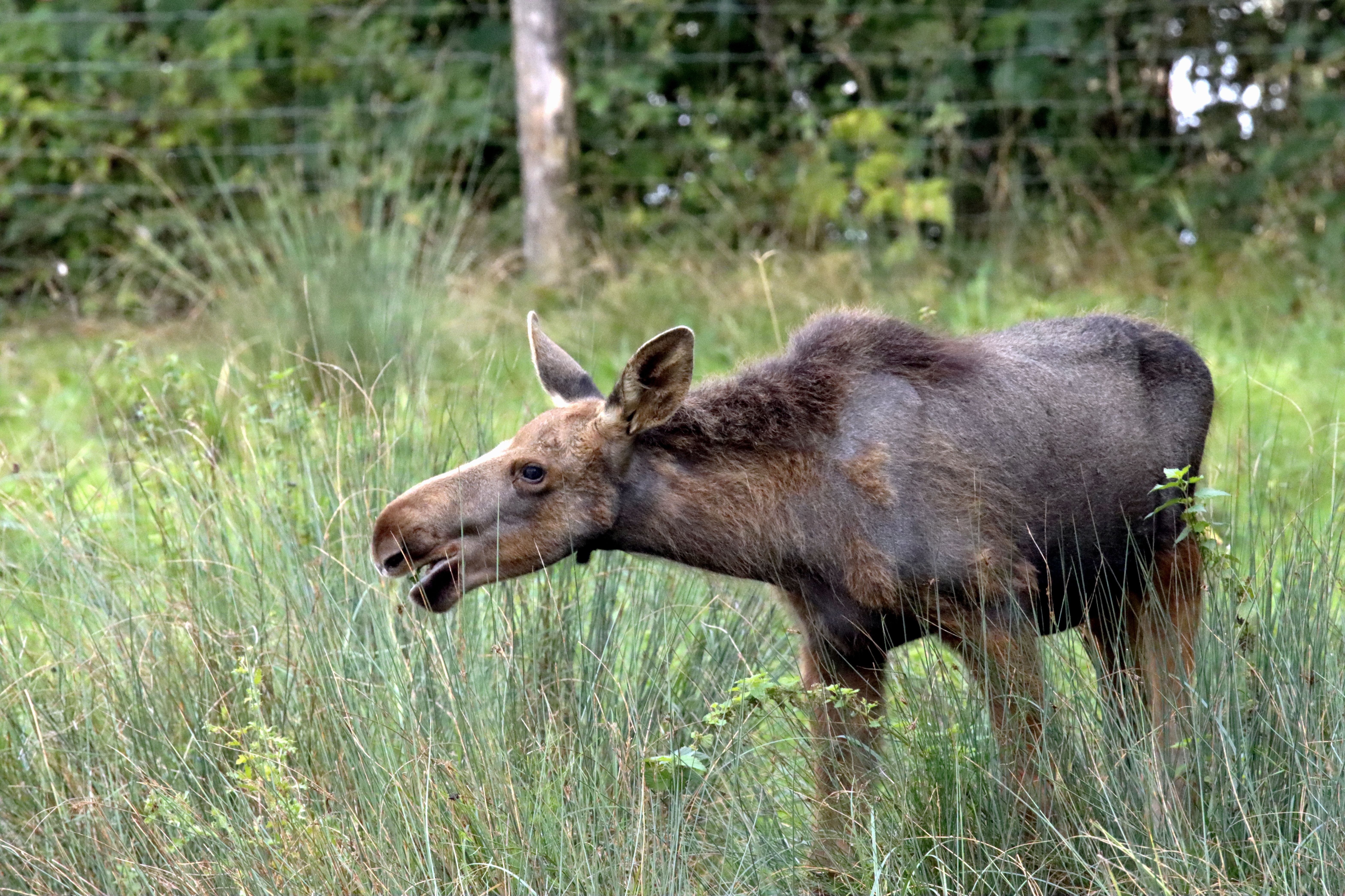Brown Moose · Free Stock Photo