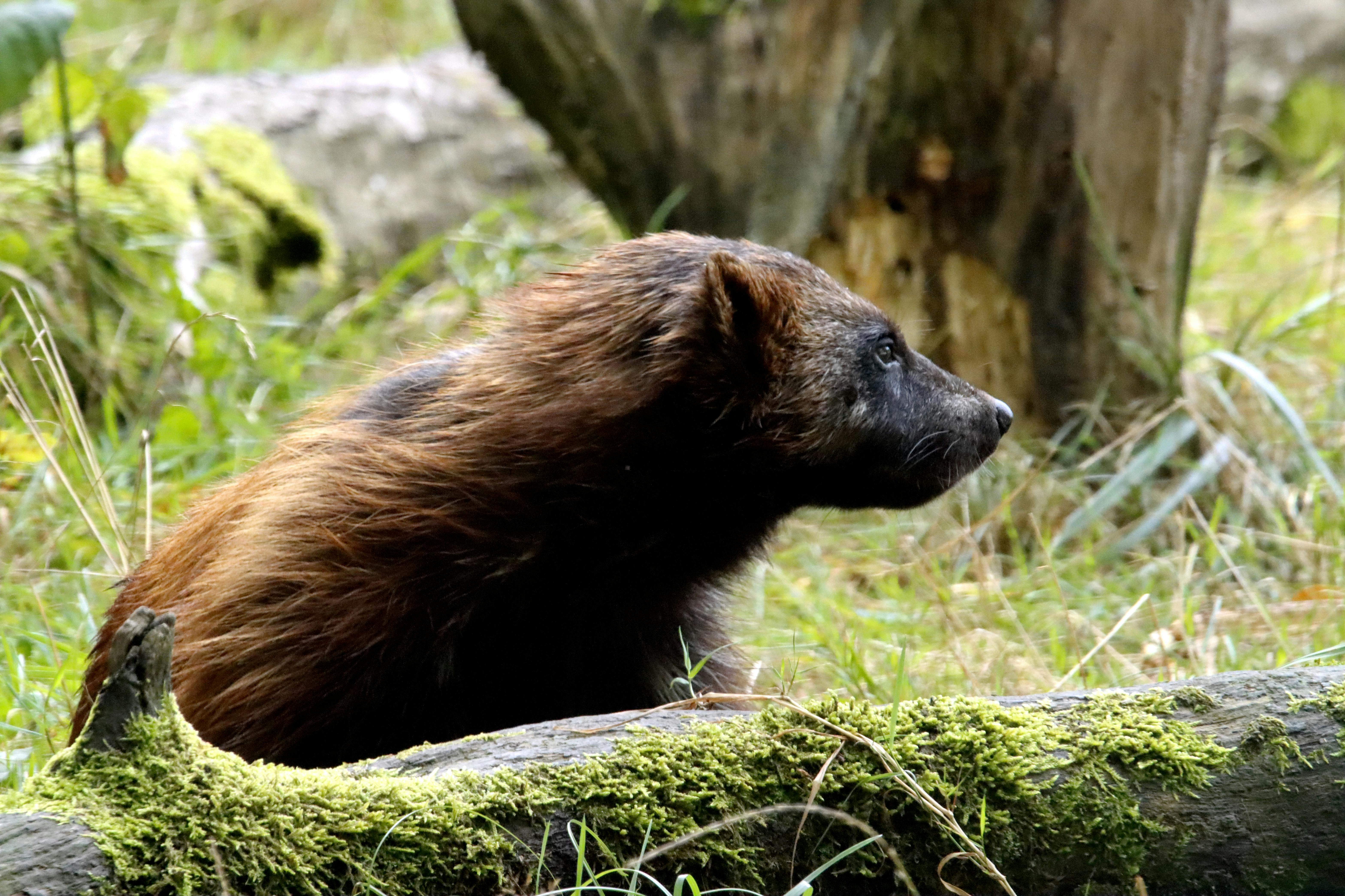 European Wolverine Photos, Download The BEST Free European Wolverine ...