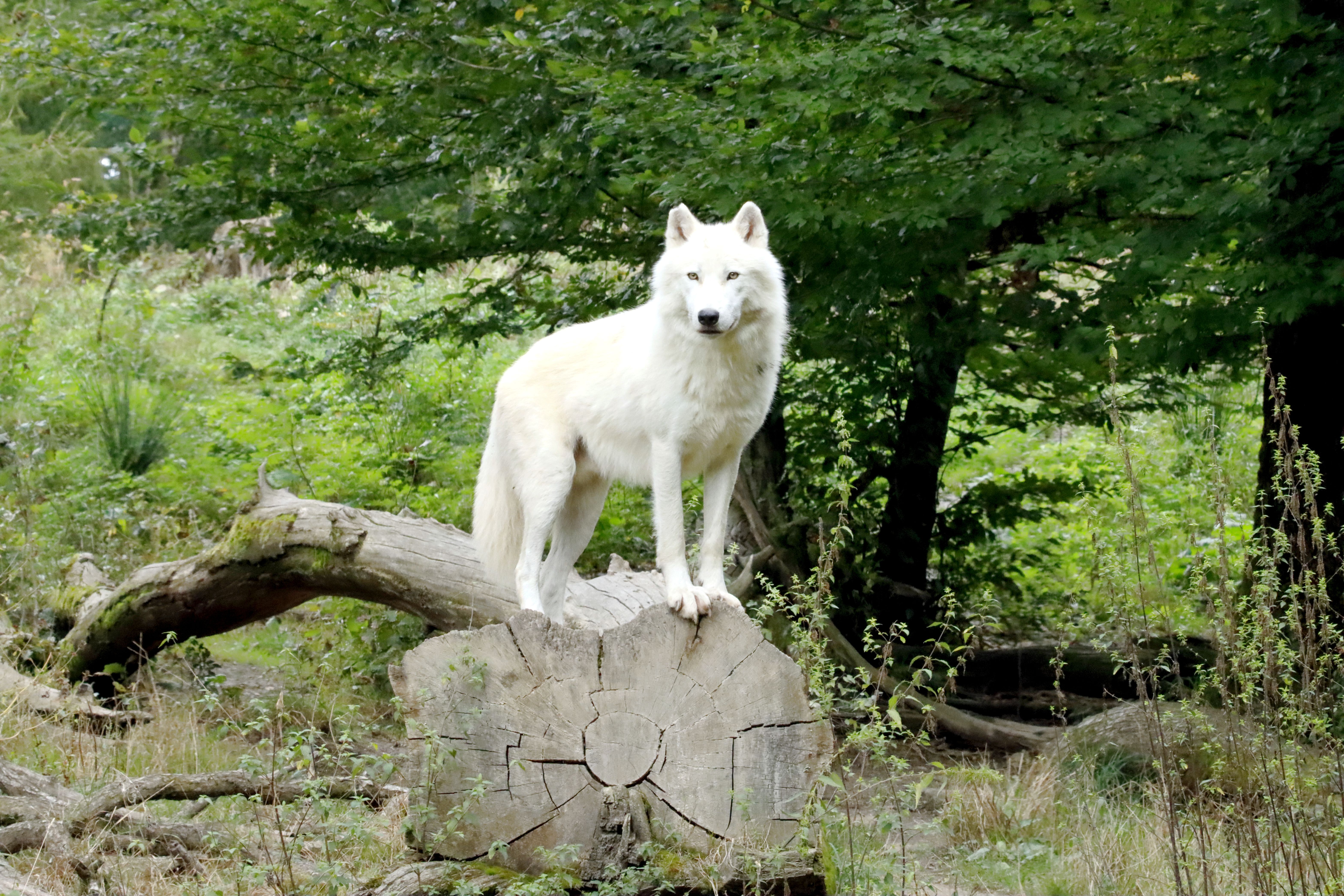Majestuoso Lobo Blanco Parado Sobre Un Tronco En El Bosque · Foto de ...