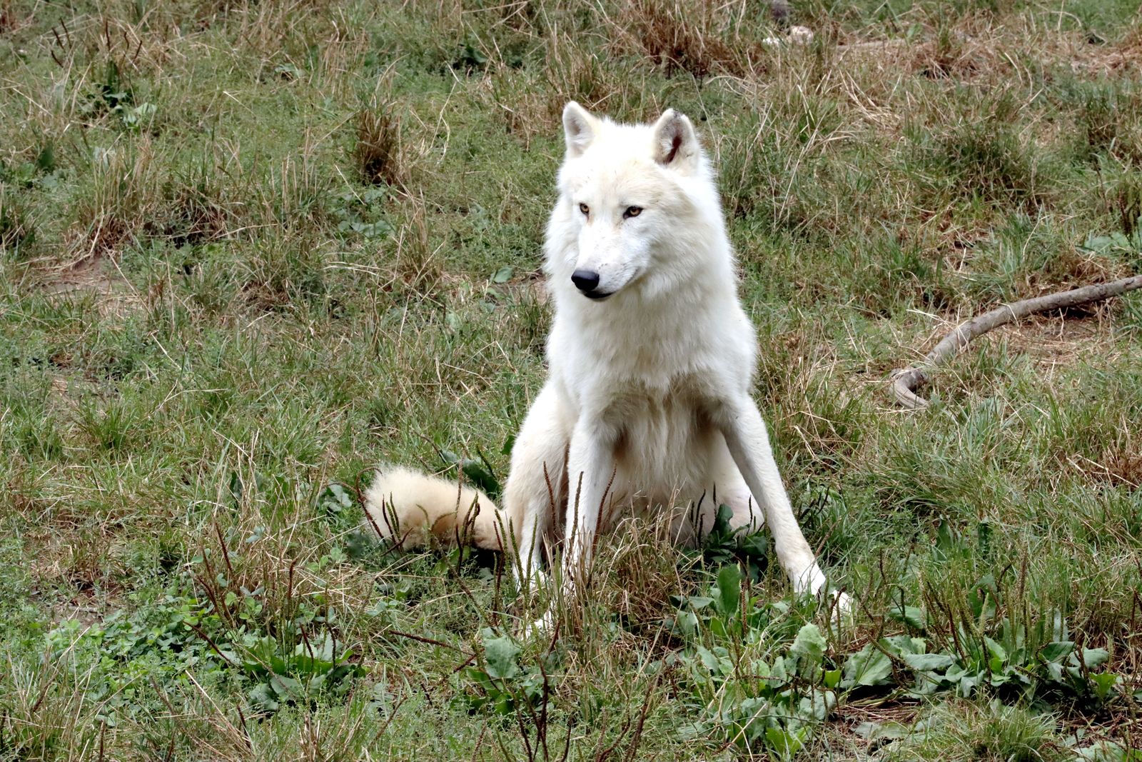 Wolf Sitting Photos, Download The BEST Free Wolf Sitting Stock Photos ...