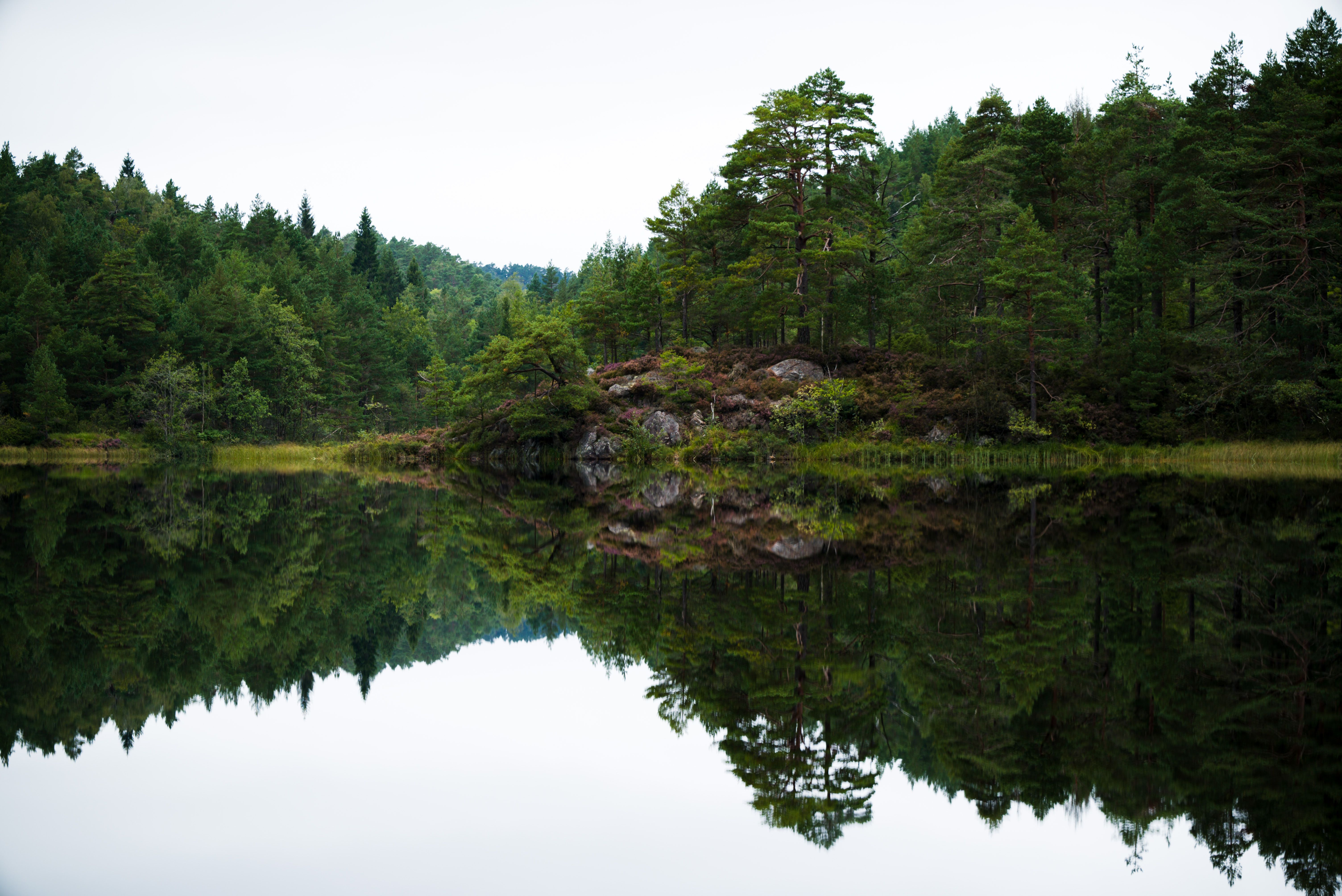 Tranquil Forest Reflection in Kristiansand, Norway · Free Stock Photo