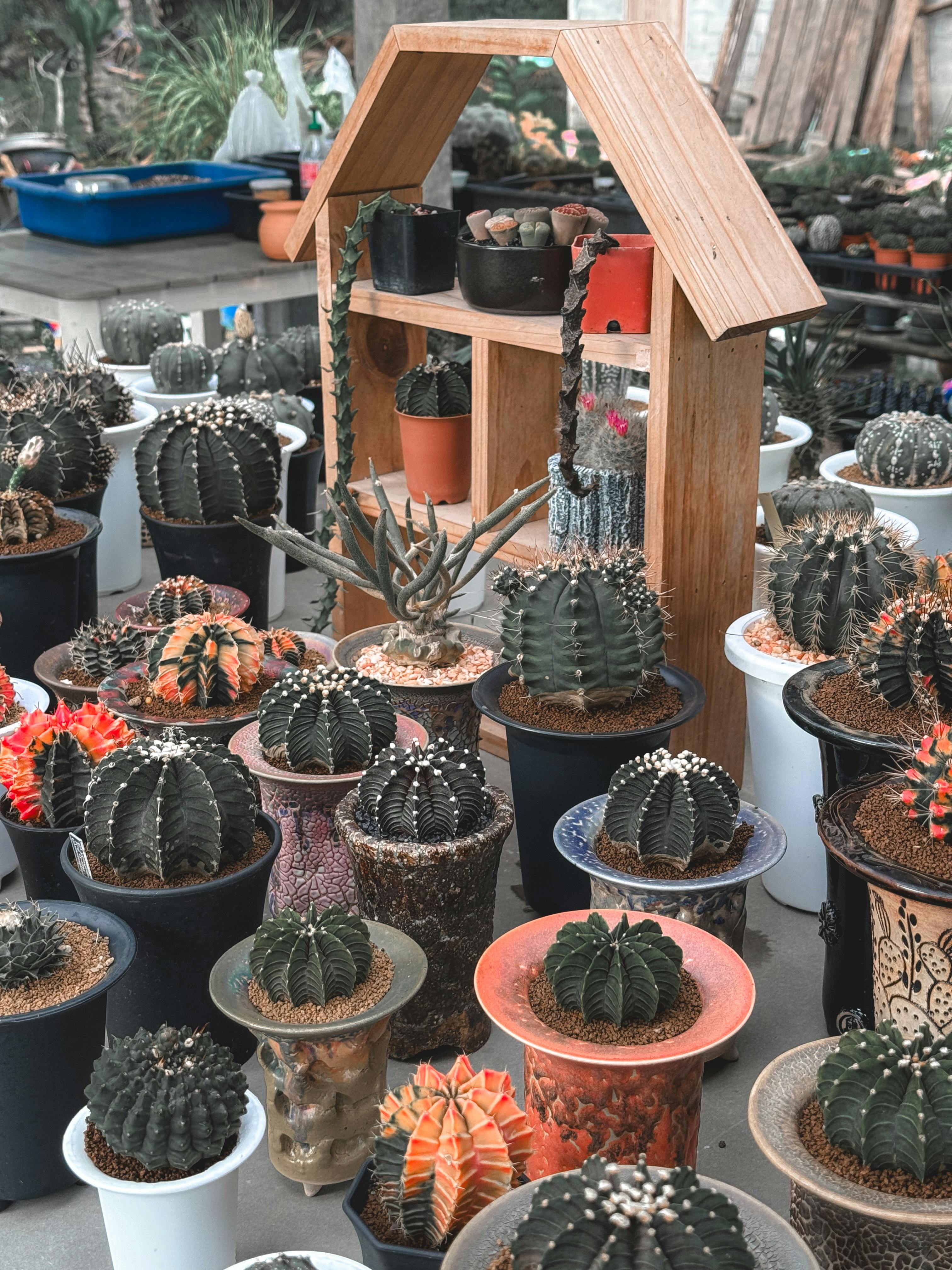 Vibrant Indoor Cactus Collection Display · Free Stock Photo