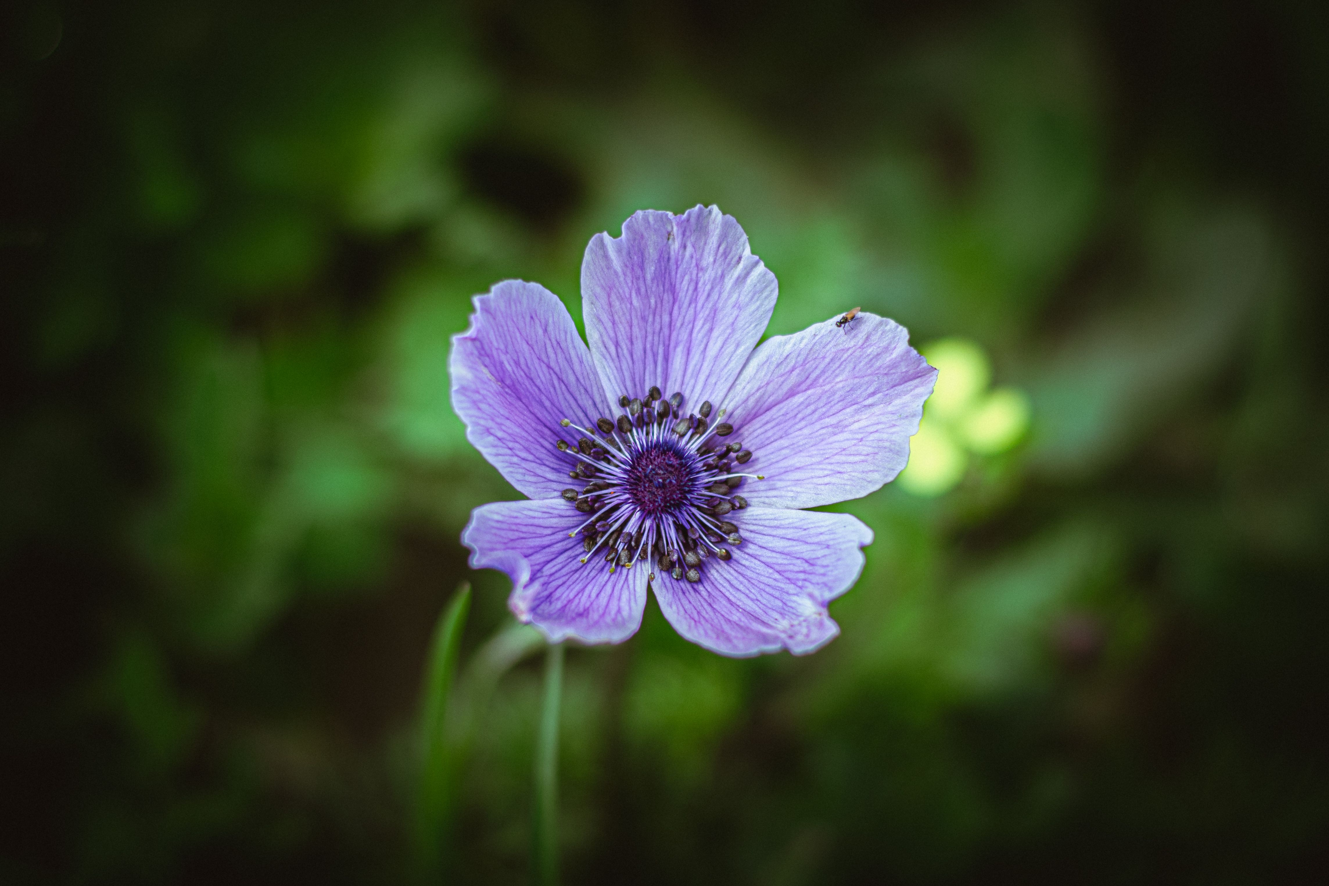 Anemone coronaria - Purple flower · Free Stock Photo
