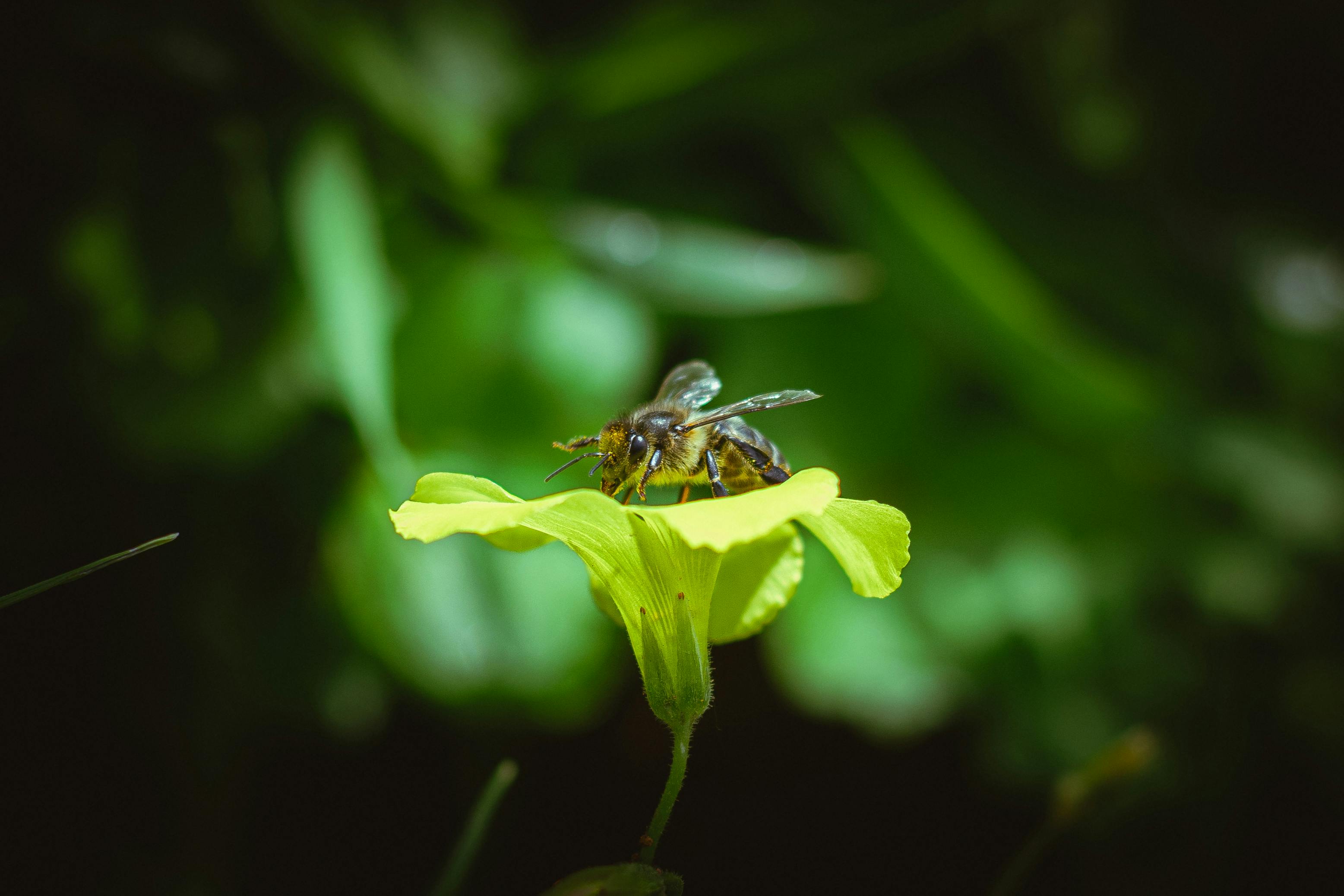 Bee flying from Oxalis Bailey Flower · Free Stock Photo