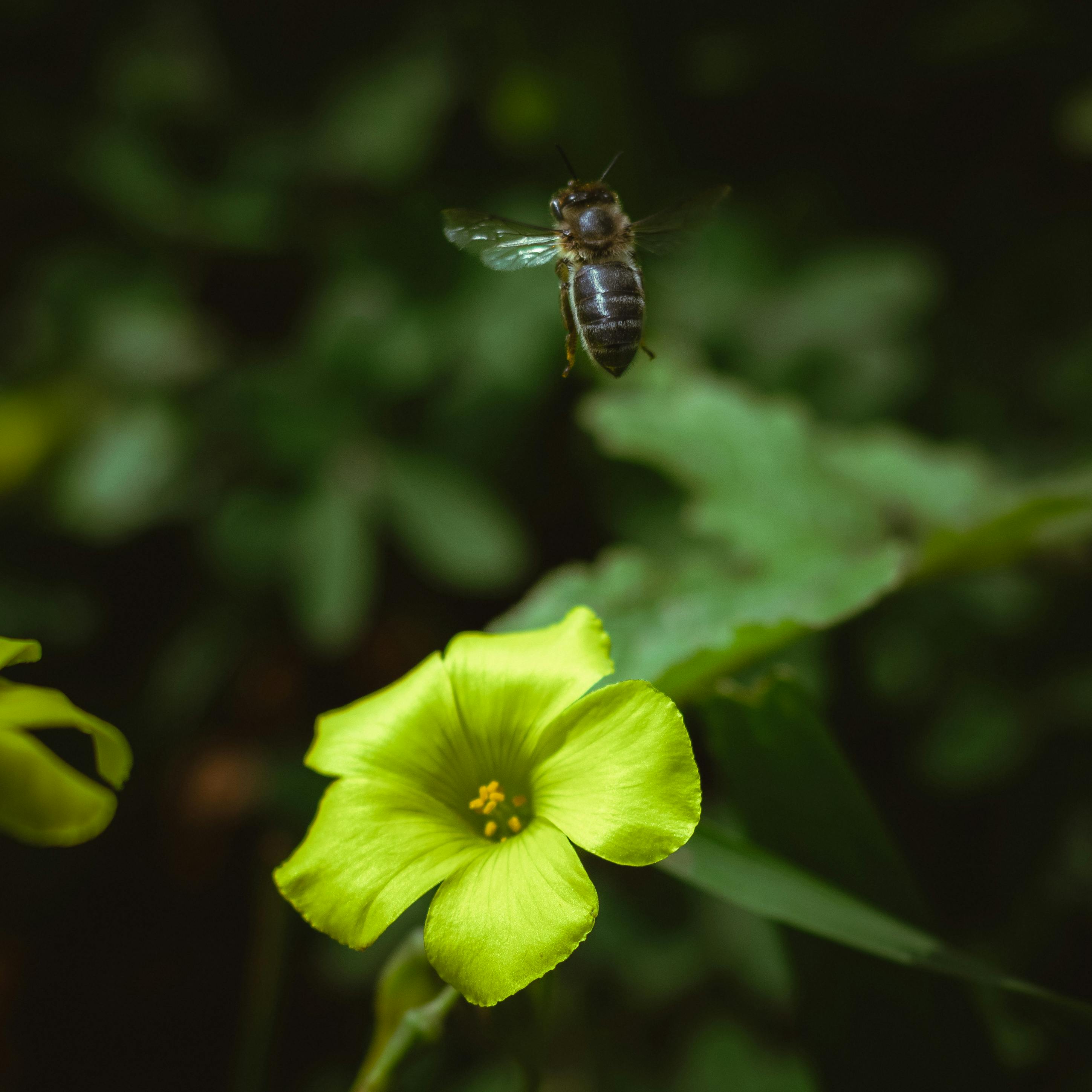 Bee flying from Oxalis Bailey Flower · Free Stock Photo