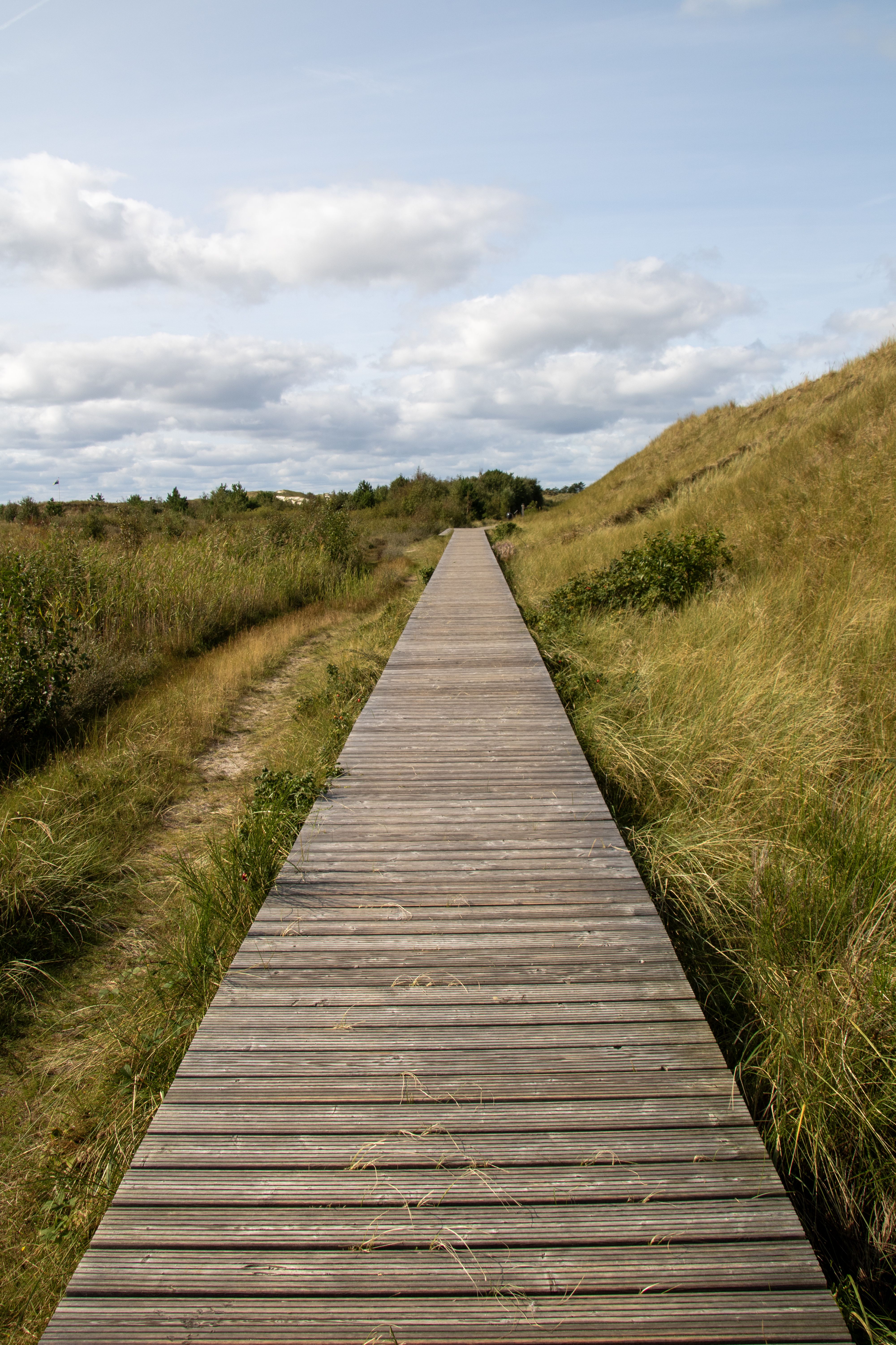 Serene Wooden Pathway on Amrum Island · Free Stock Photo