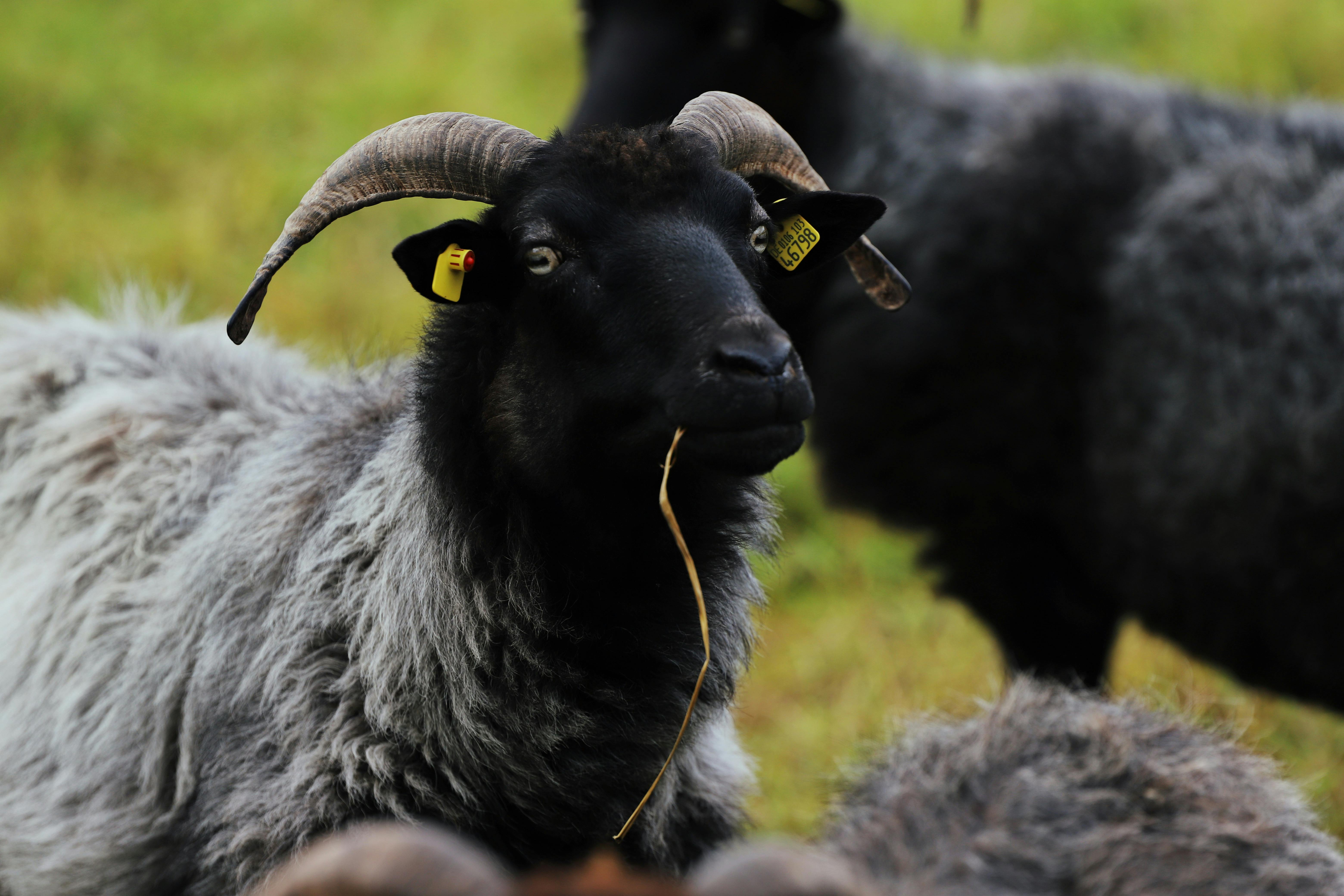 Hebridean sheep · Free Stock Photo