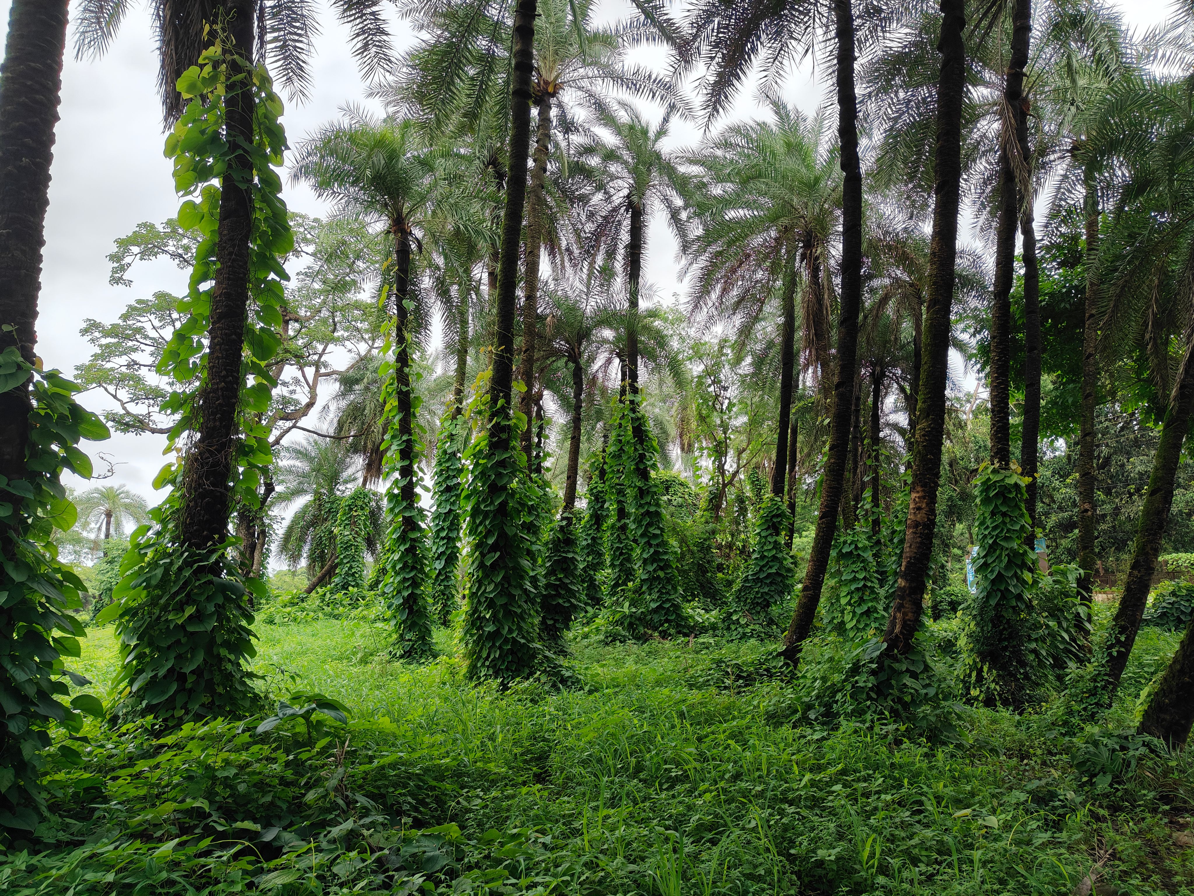 Lush Green Palm Trees in a Dense Forest Landscape · Free Stock Photo
