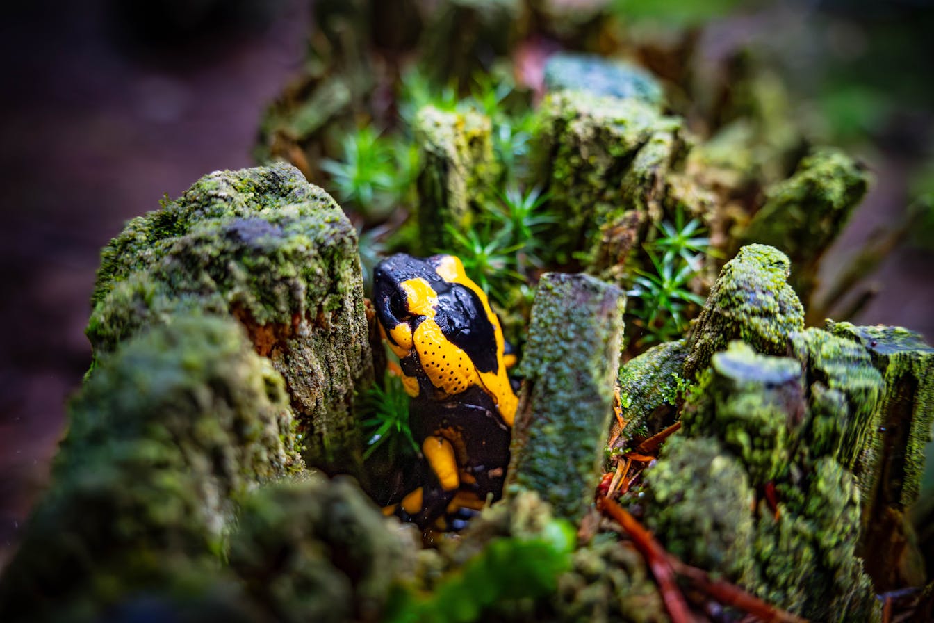 Salamander Mythology: Ancient Origins & Secrets