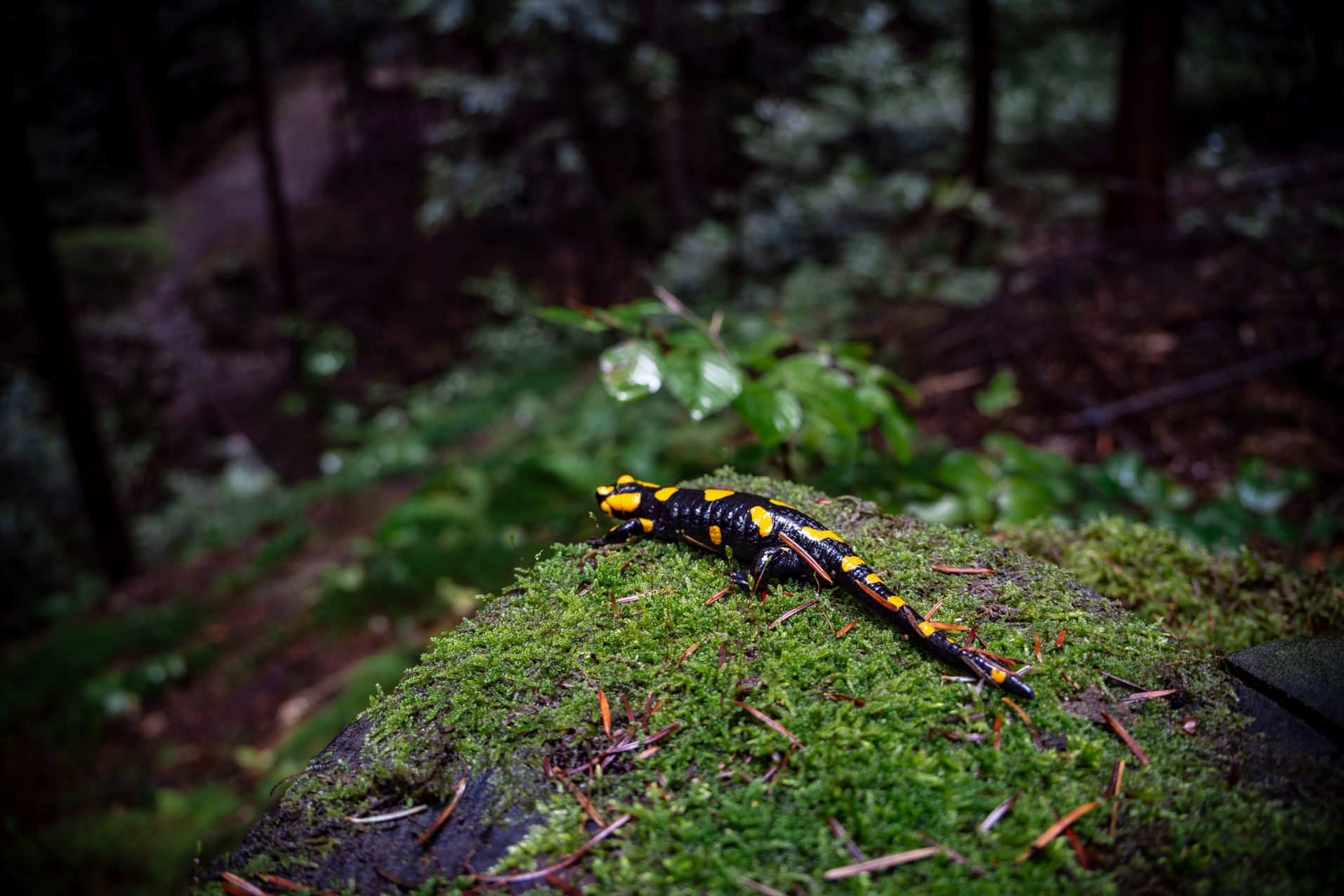 Arboreal Salamander: Fun Facts and Care Tips for Beginners