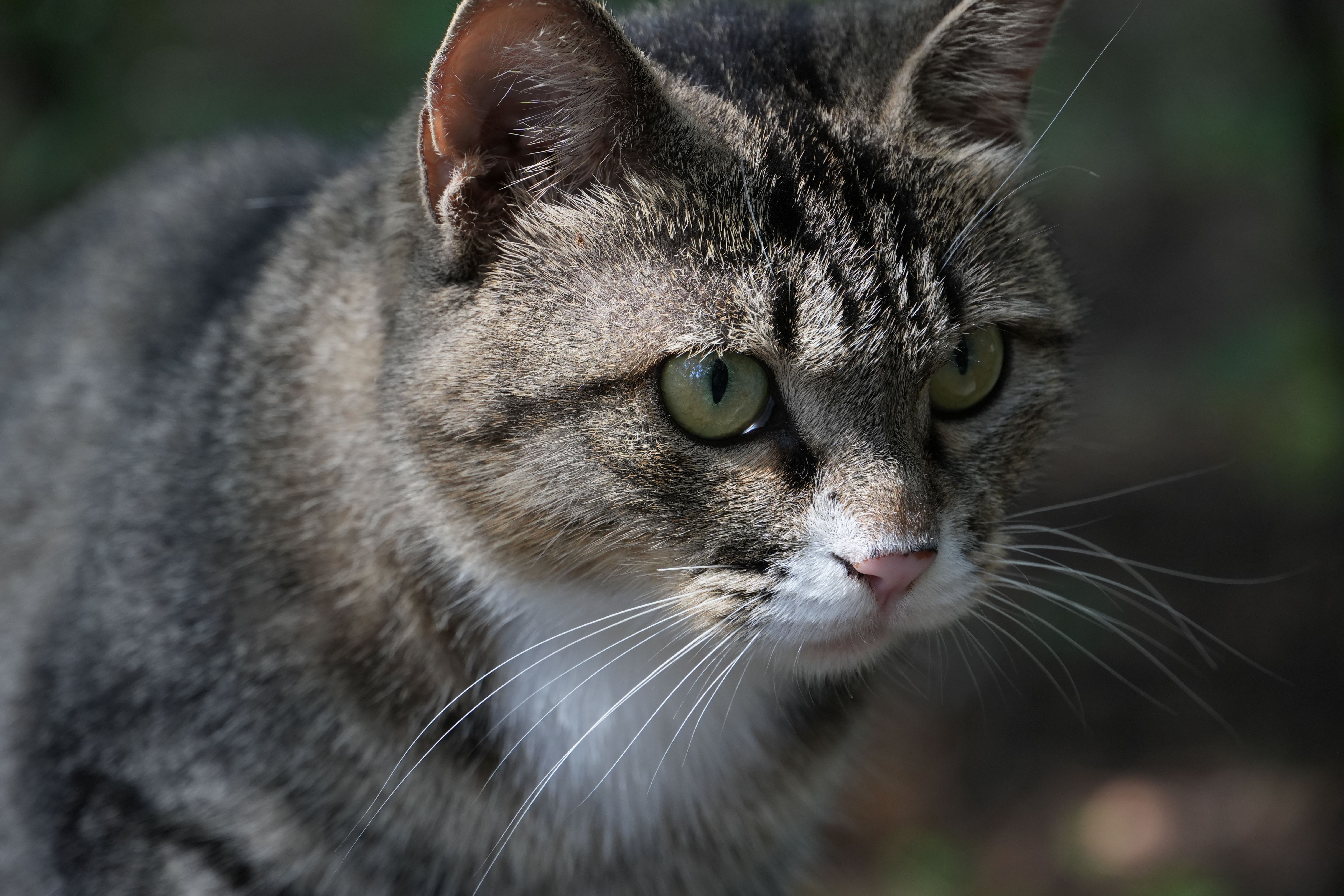 Close-up of a Tabby Cat with Intense Gaze · Free Stock Photo