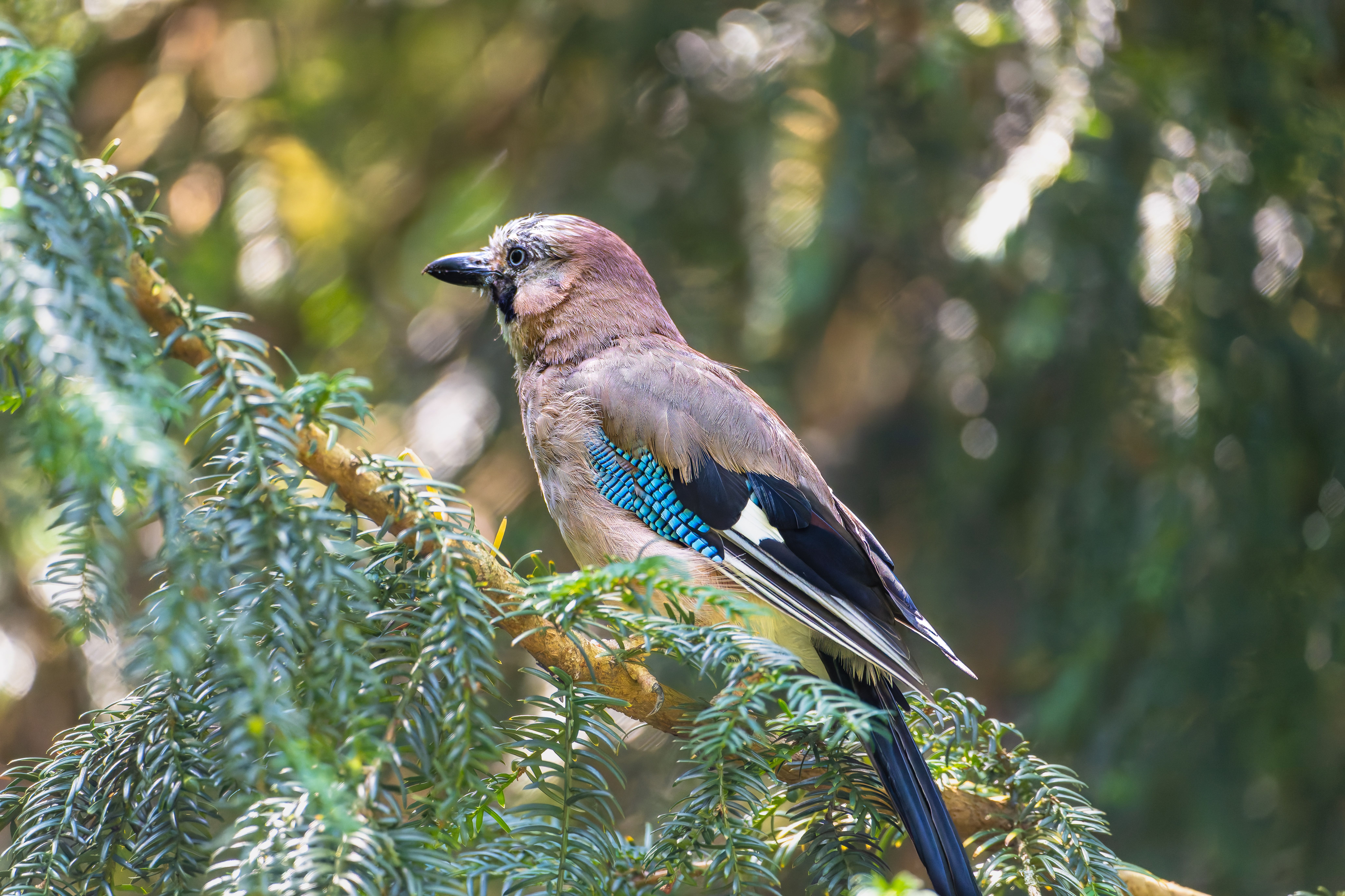 Eurasian Jay Perched in Lush Forest · Free Stock Photo